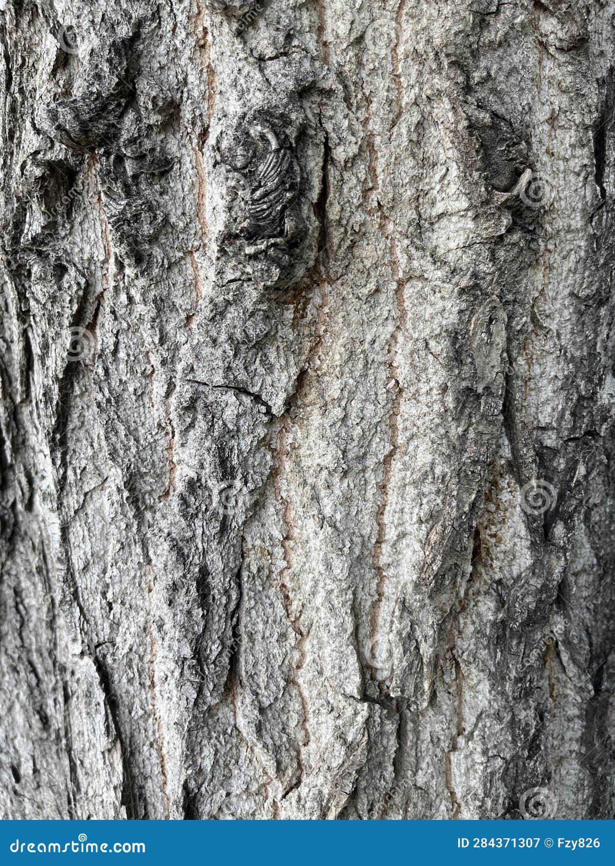 The Surface of Tree Trunks Usually Presents a Natural Texture and ...