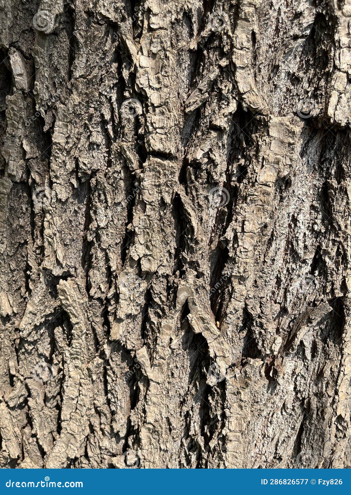 The Surface of Tree Trunks Usually Presents a Natural Texture and ...