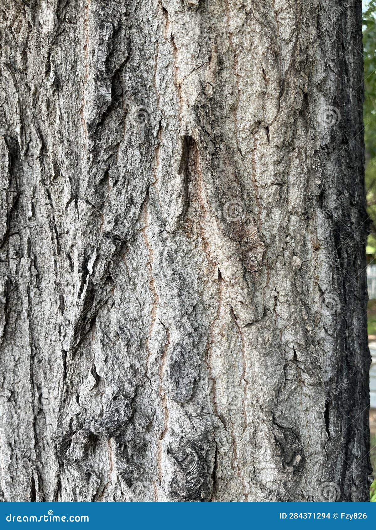 The Surface of Tree Trunks Usually Presents a Natural Texture and ...