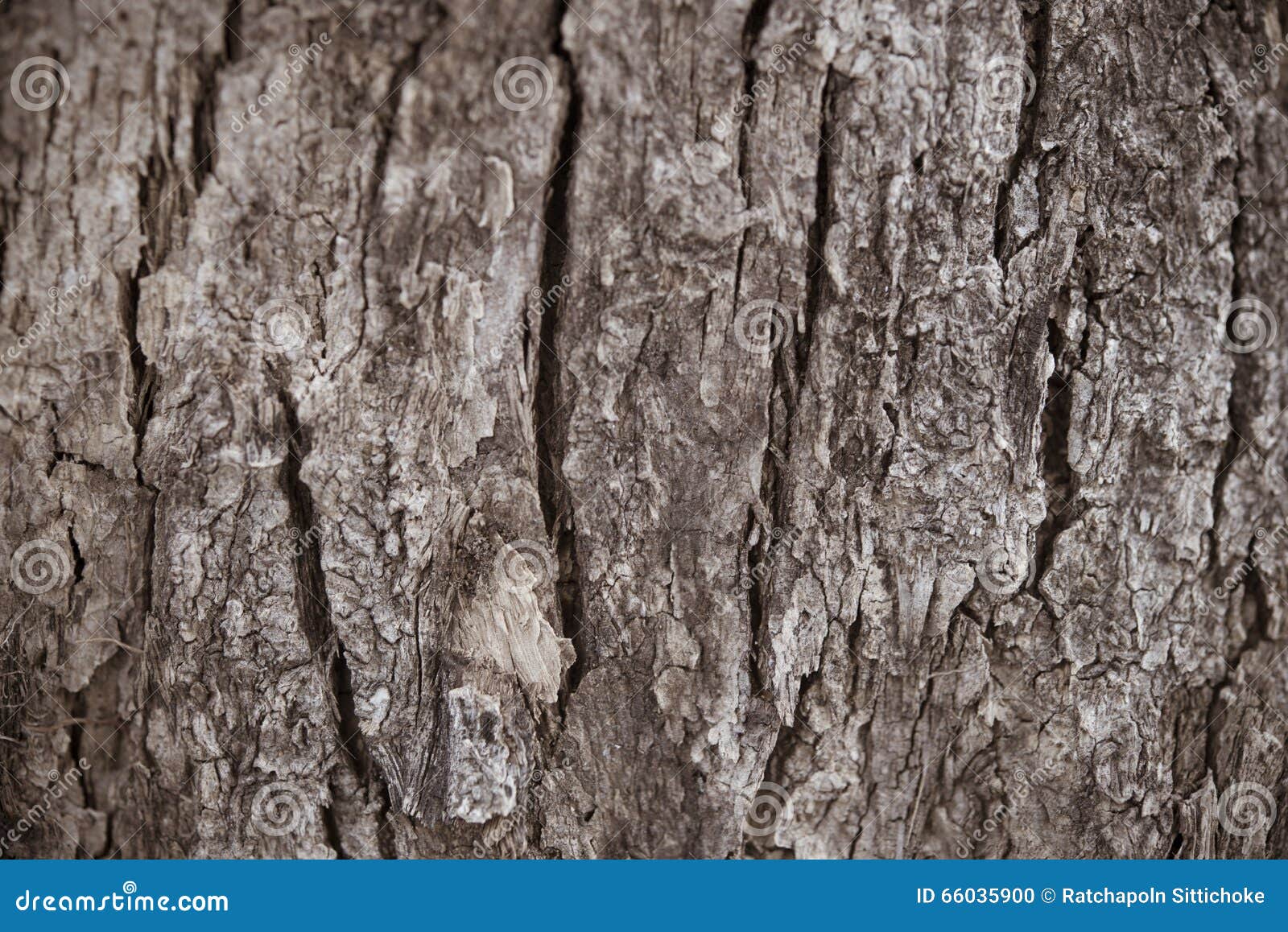 Surface Tree Stock Photography | CartoonDealer.com #66035900