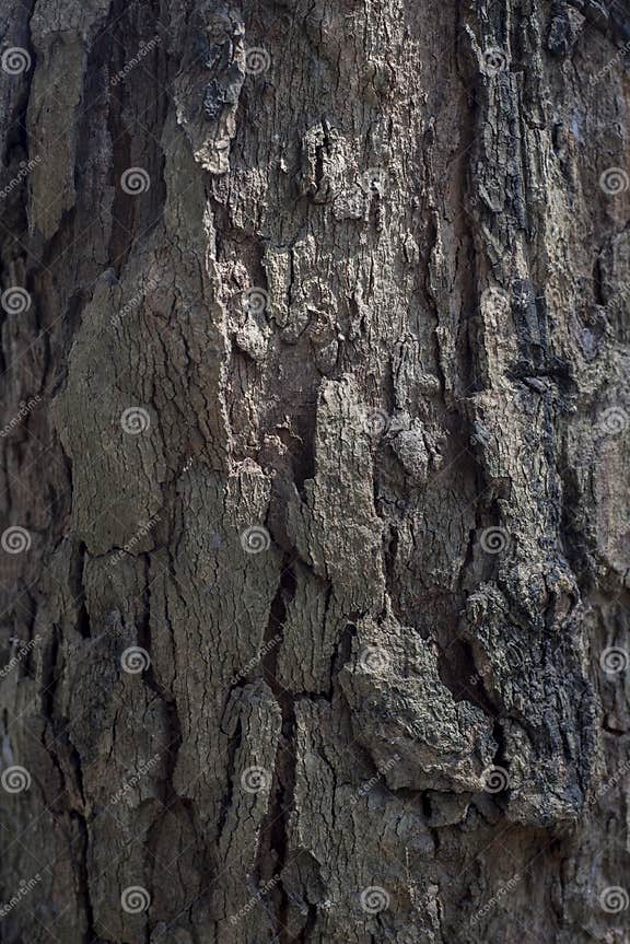 Surface of a Tropical Tree Bark Stock Photo - Image of fiber, pattern ...