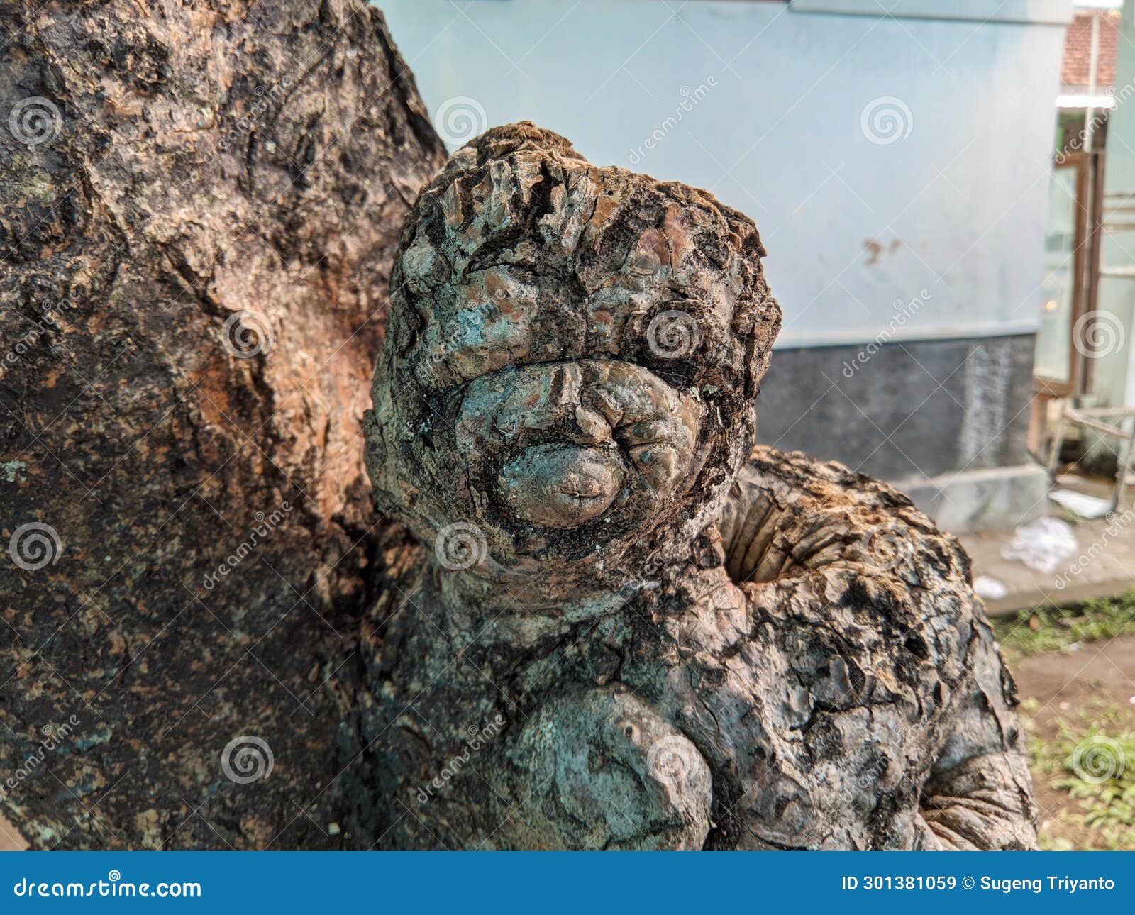 The Surface of the Trunk of the Large Frangipani Tree Has a Unique ...