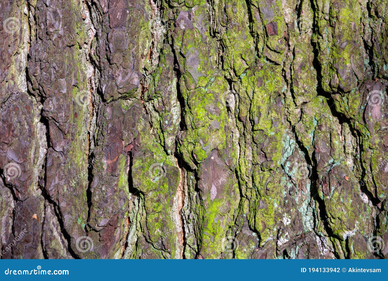 Rough Bark on Mature Trunk of Alder Tree Stock Photo - Image of ...