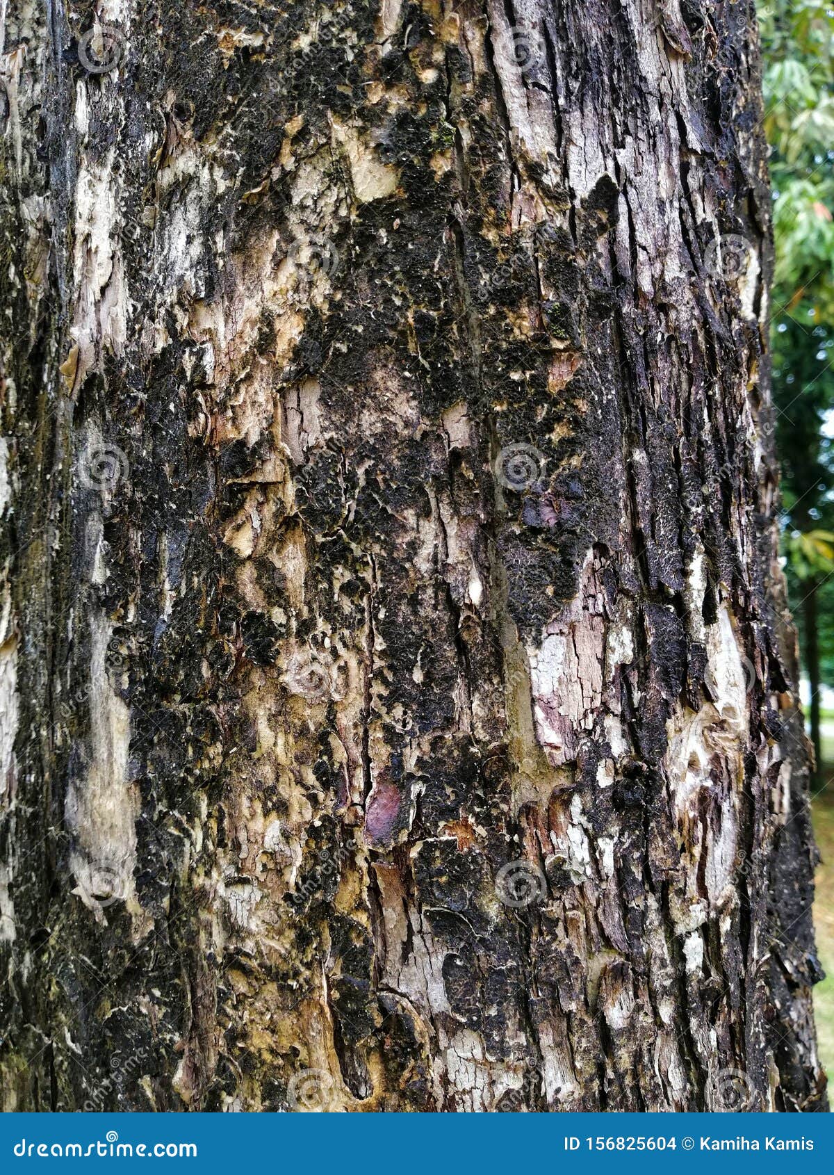 Surface View of Big Trunk of a Tree at the Garden Stock Photo - Image ...