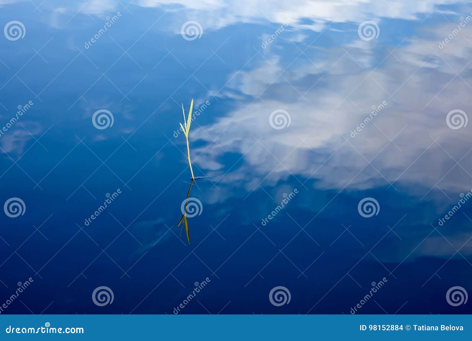 Surface of Water with Reflection of the Sky and Grass Blade Ab Stock ...