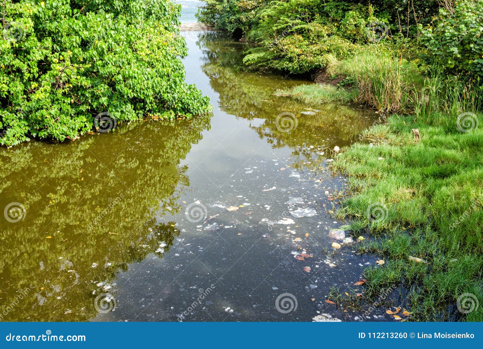 Surface of the Water Reservoir among Trees is Contaminated with Debris ...