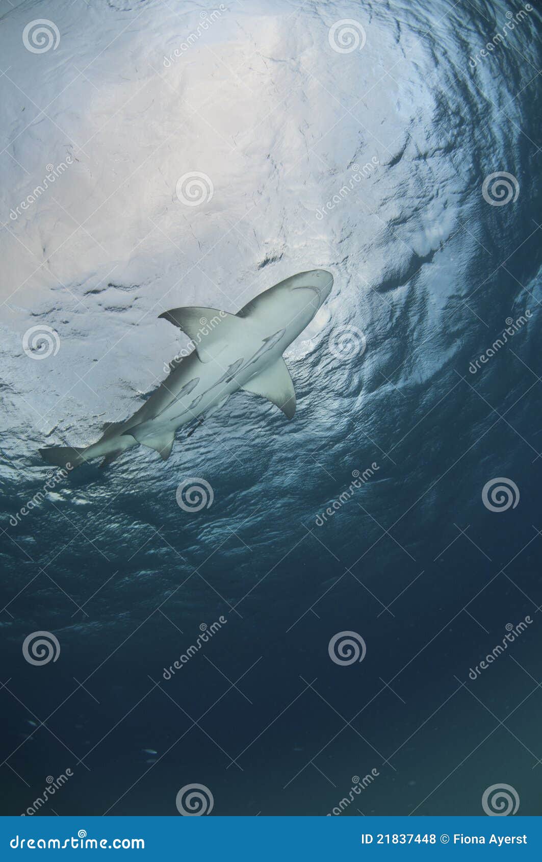 Surfacing stock photo. Image of shark, angle, shots, requiem - 21837448