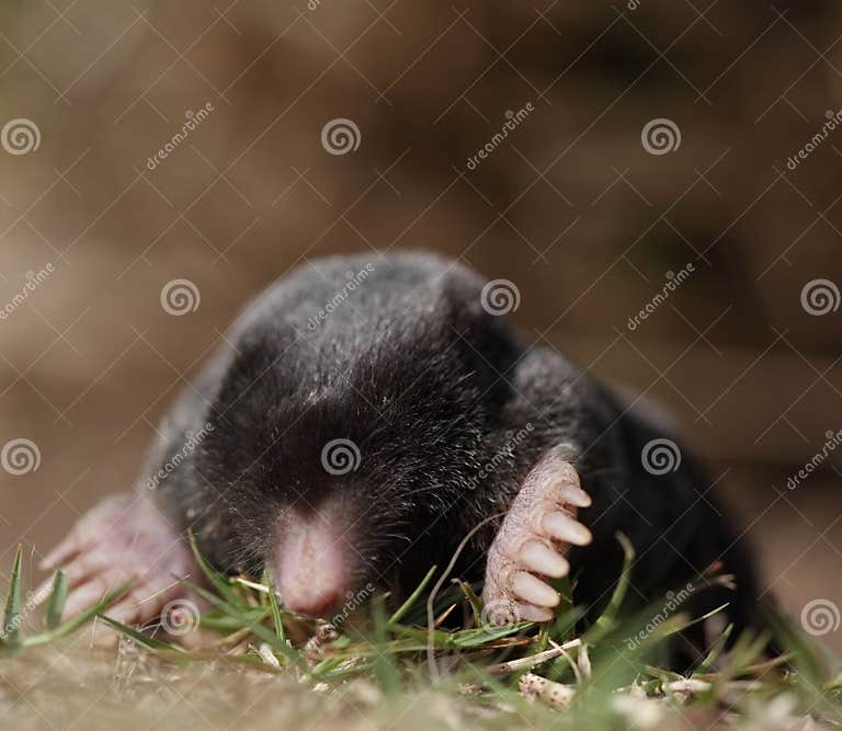 Surfacing Mole stock image. Image of claws, black, rodent - 23594205