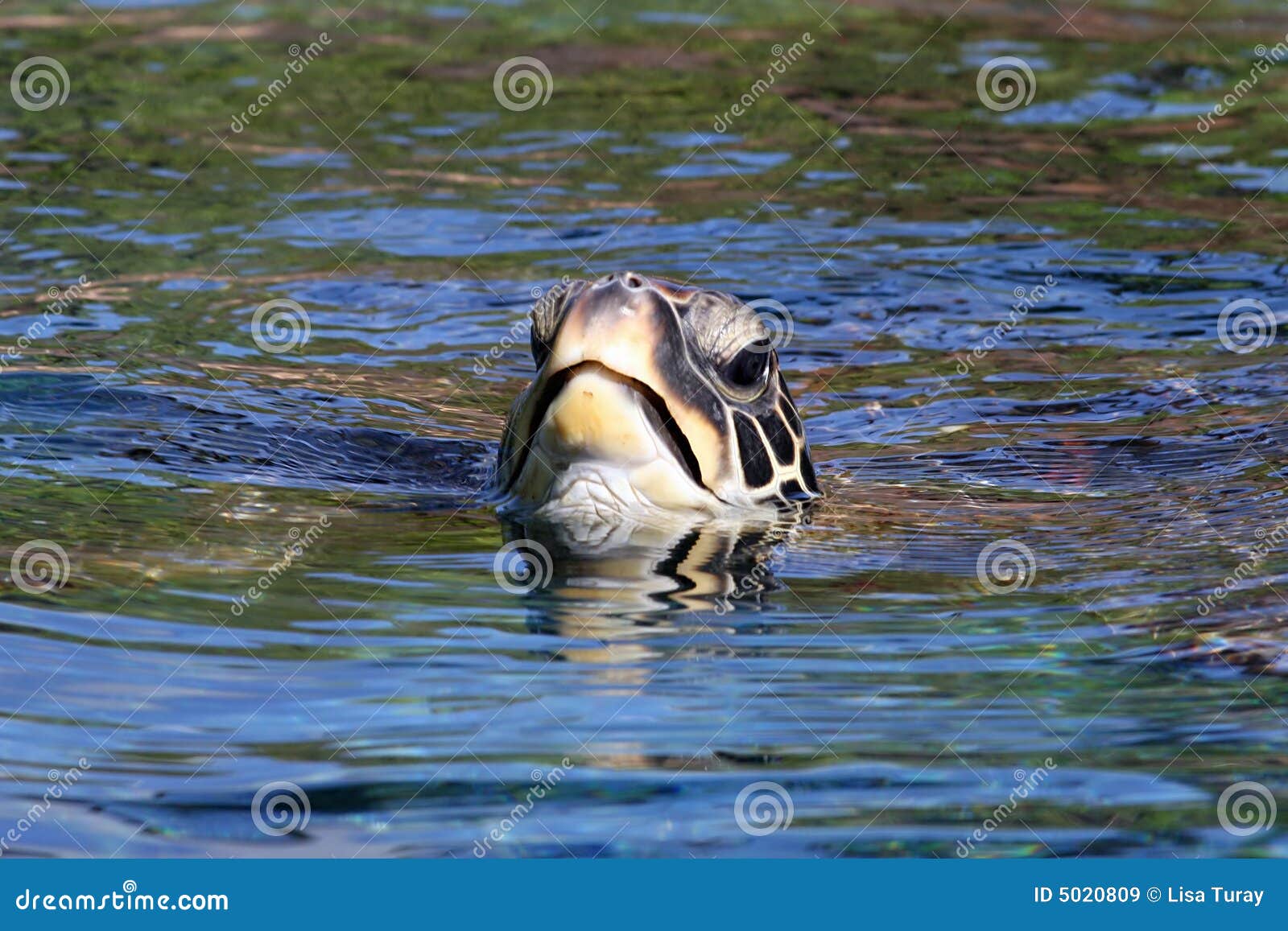 Surfacing Sea Turtle stock image. Image of head, breathe - 5020809