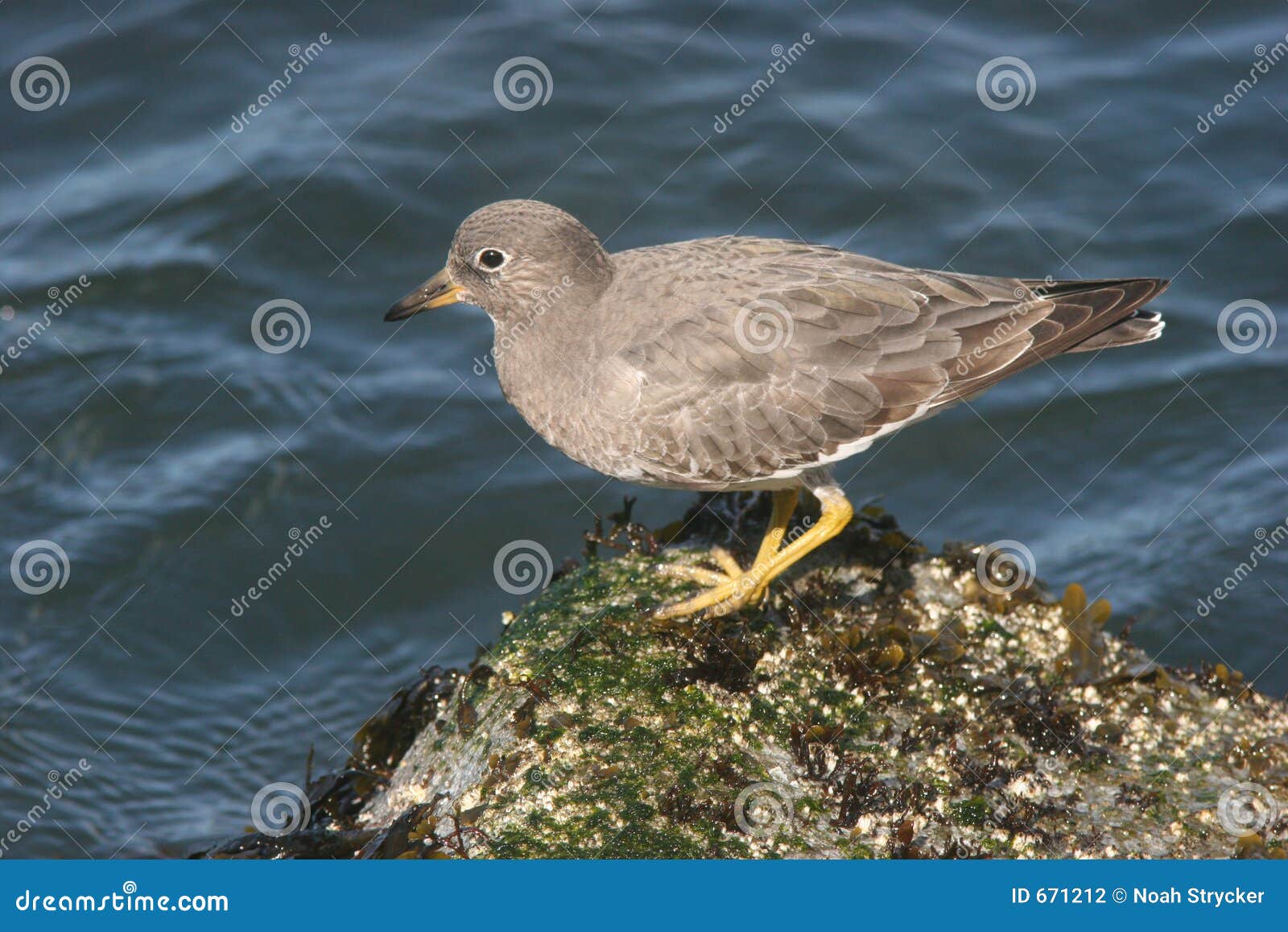 Surfbird stock photo. Image of nature, perching, natural - 671212