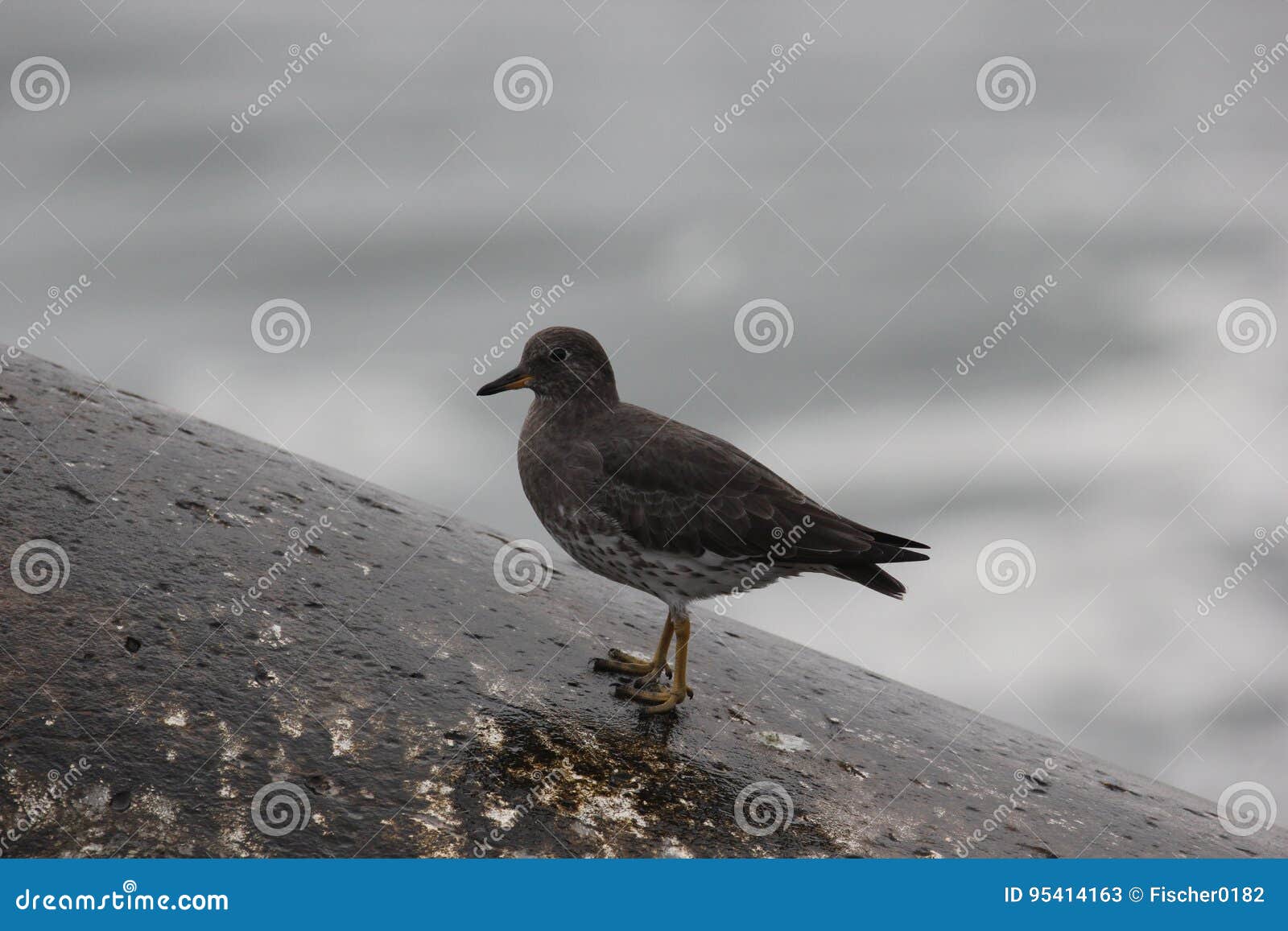 Surfbird 2 stock image. Image of rock, ocean, animal - 95414163