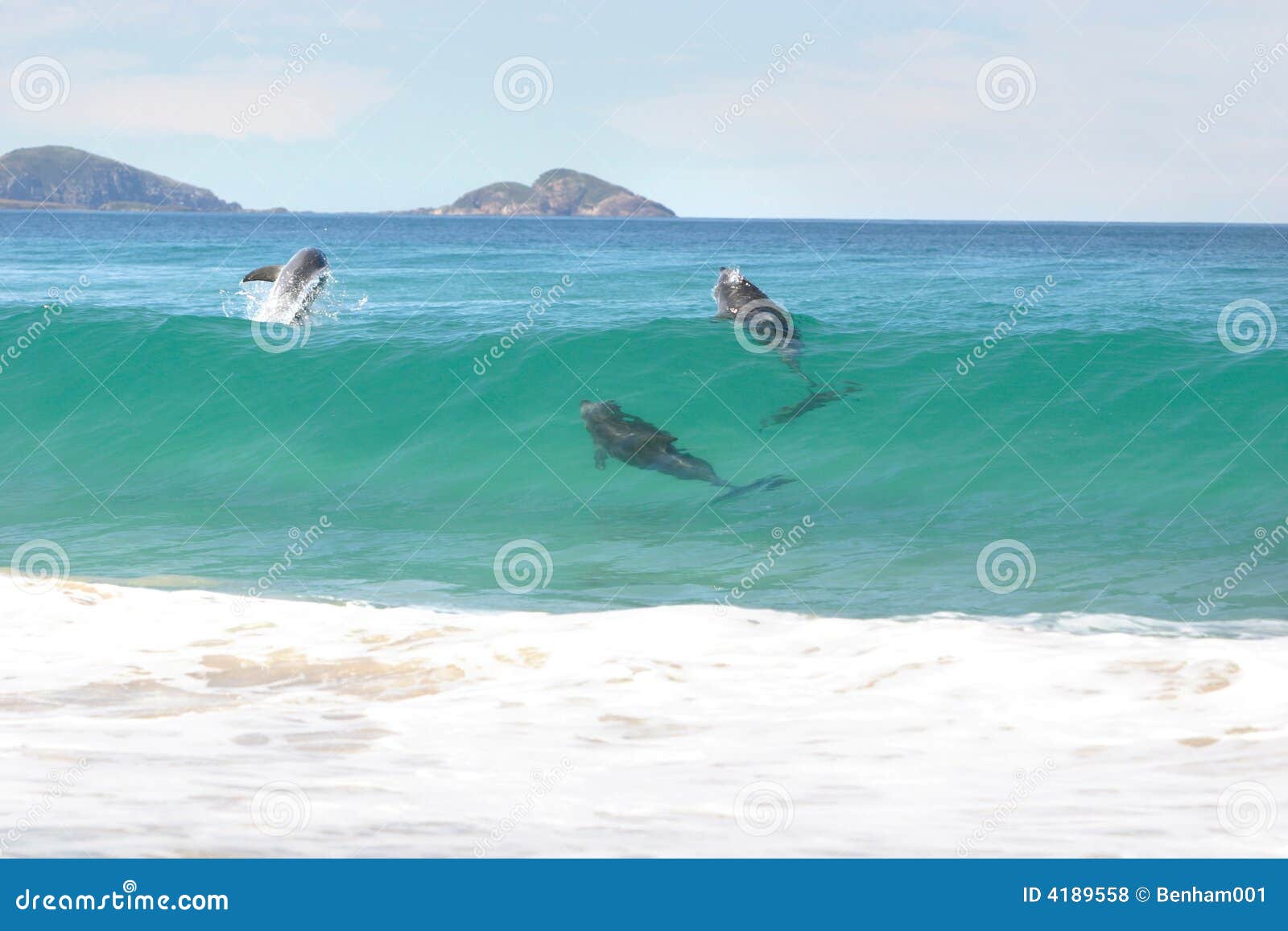 Surfende dolfijnen stock foto. Image of gelukkig, springen - 4189558