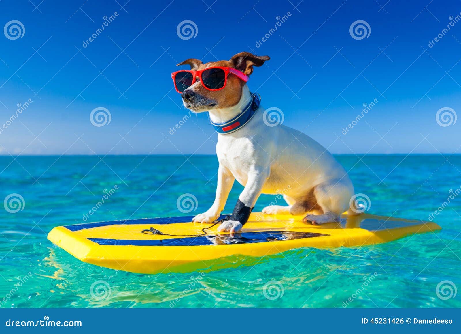 Surferhond stock foto. Image of vakantie, retro, dier - 45231426