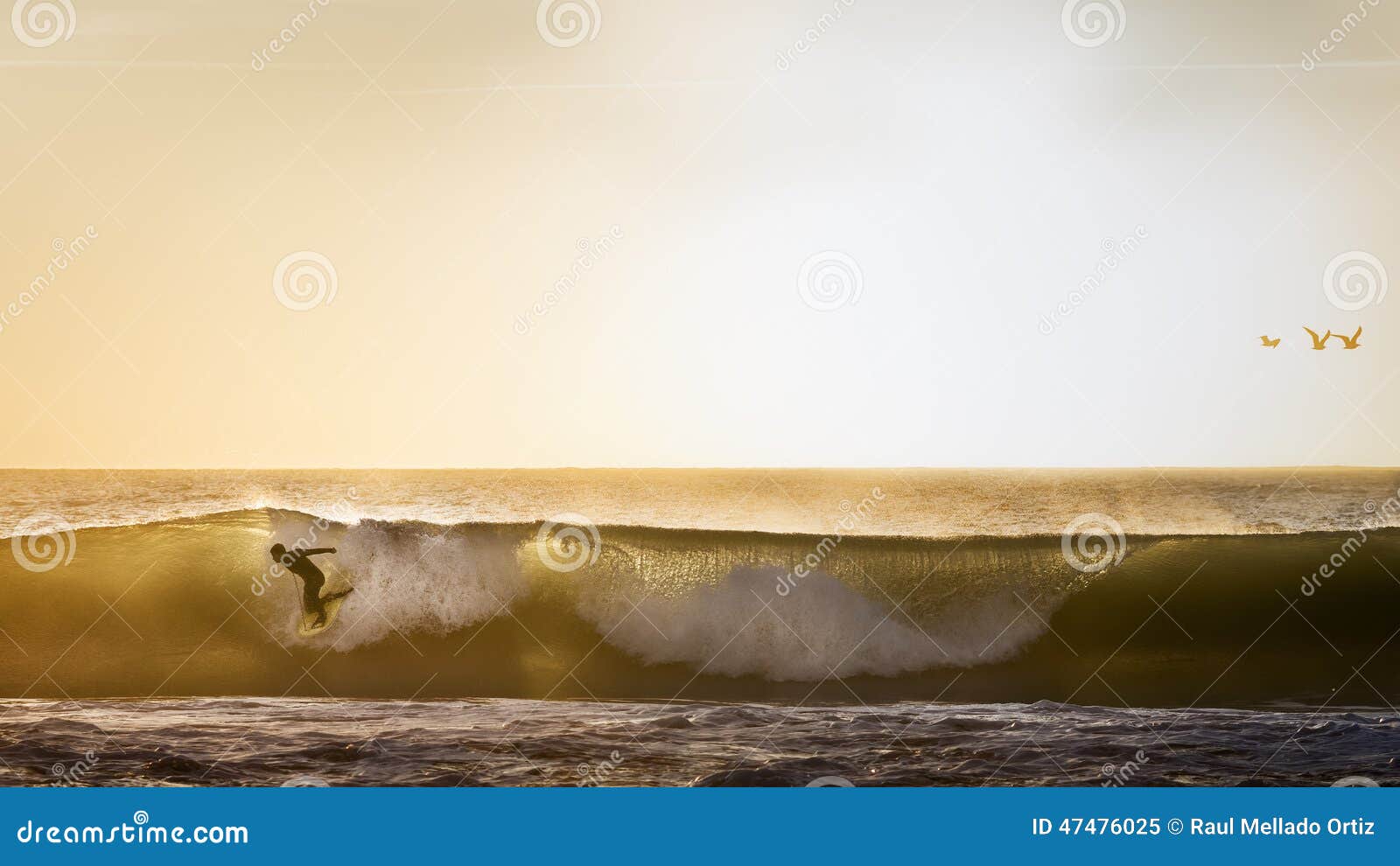 Surfing with birds stock image. Image of recreational - 47476025