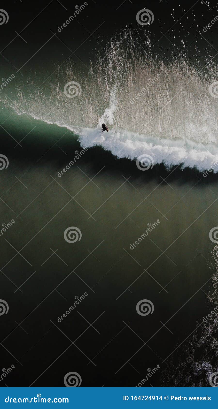 Surfing birds view stock photo. Image of surfing, view - 164724914