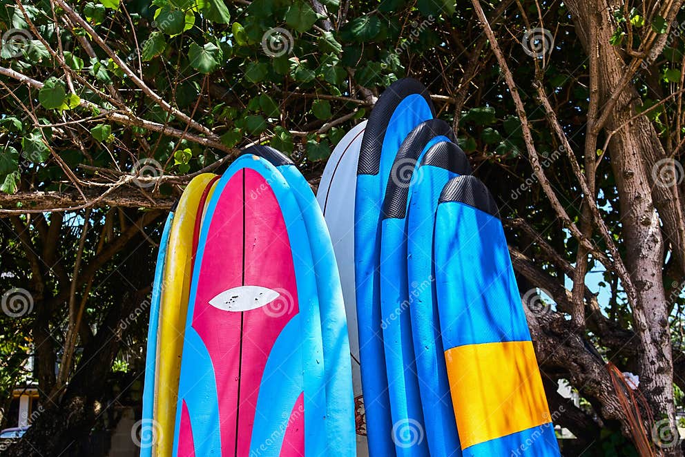 Surfing Boards Standing on the Beach Stock Photo - Image of ocean ...