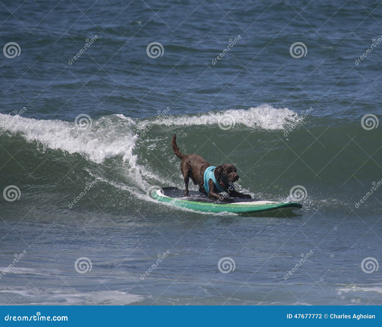 Surfing dog stock photo. Image of ocean, surfing, recreation - 47677772
