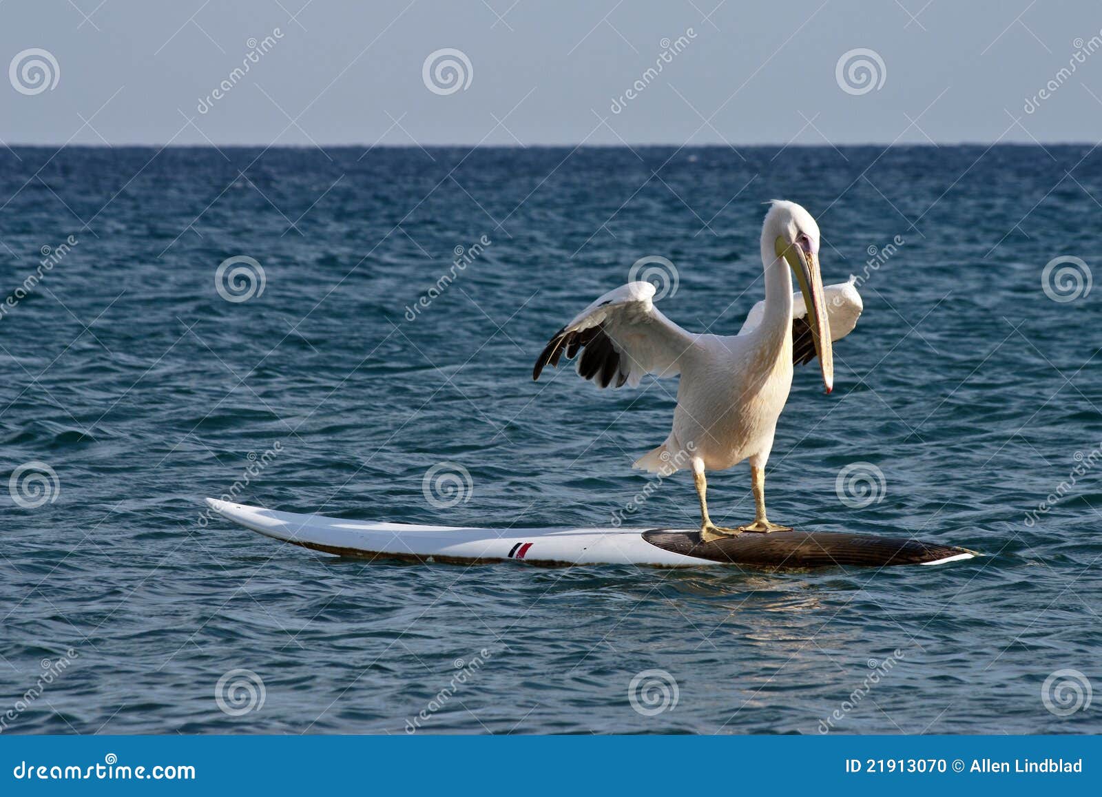 Surfing Pelican stock photo. Image of surfer, tropical - 21913070