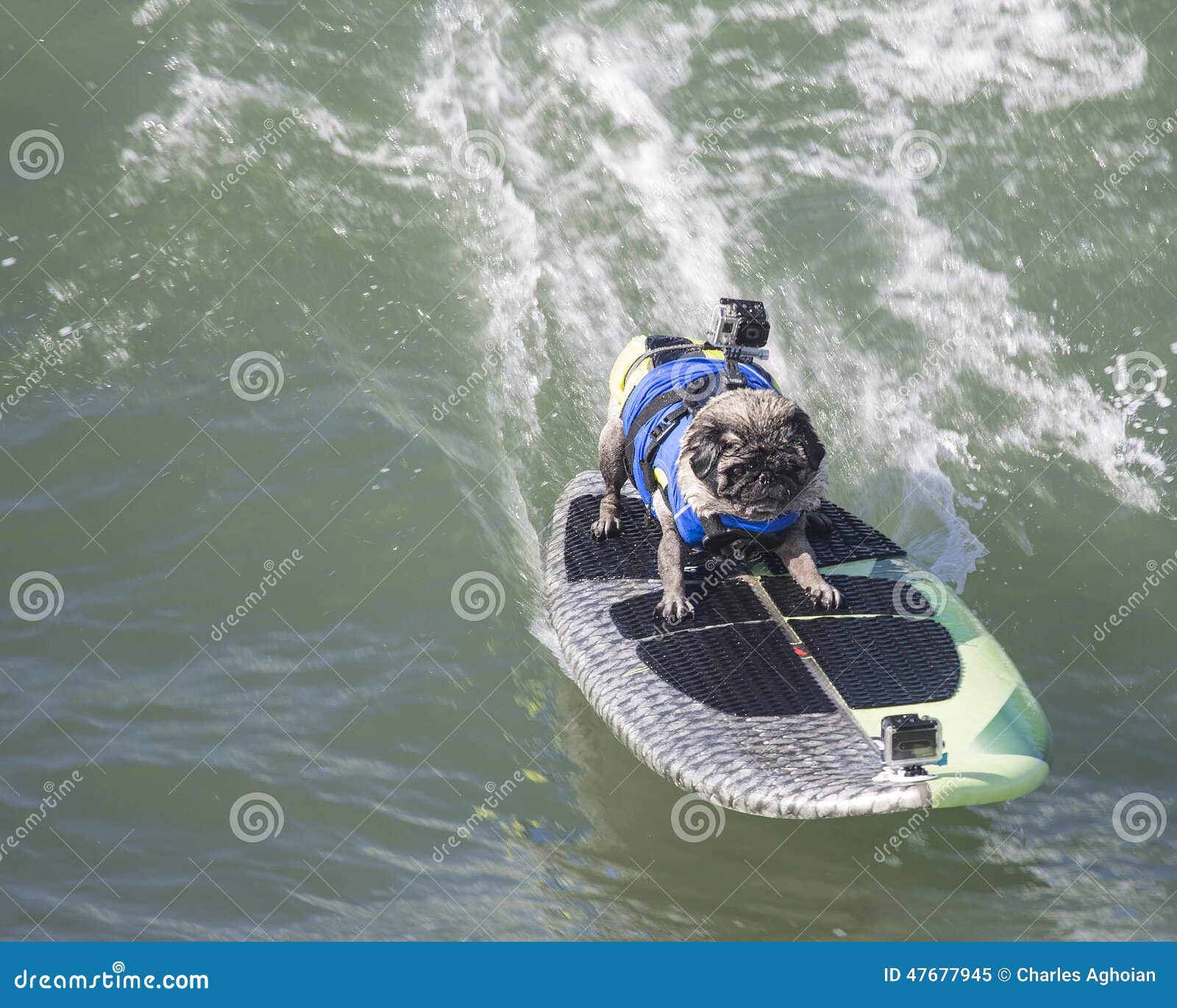 Surfing Pug stock image. Image of little, active, leisure - 47677945