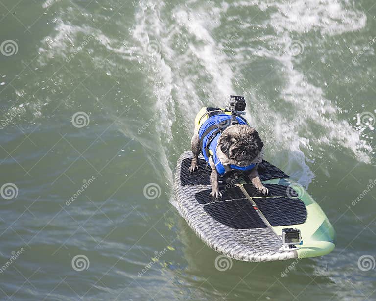 Surfing Pug stock image. Image of little, active, leisure - 47677945