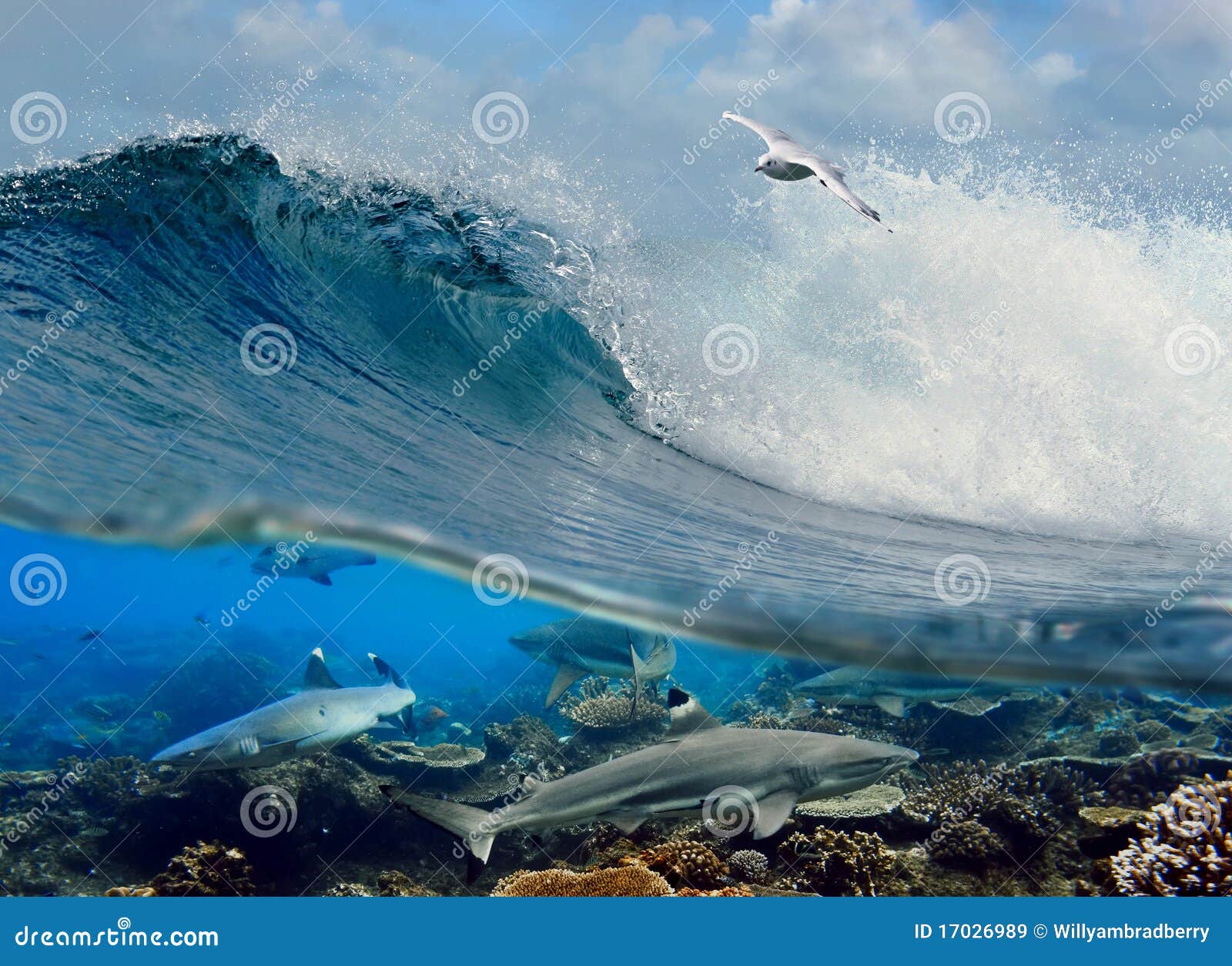Surfing Wave Seagull Coral Reef Sharks Underwater Stock Image - Image ...