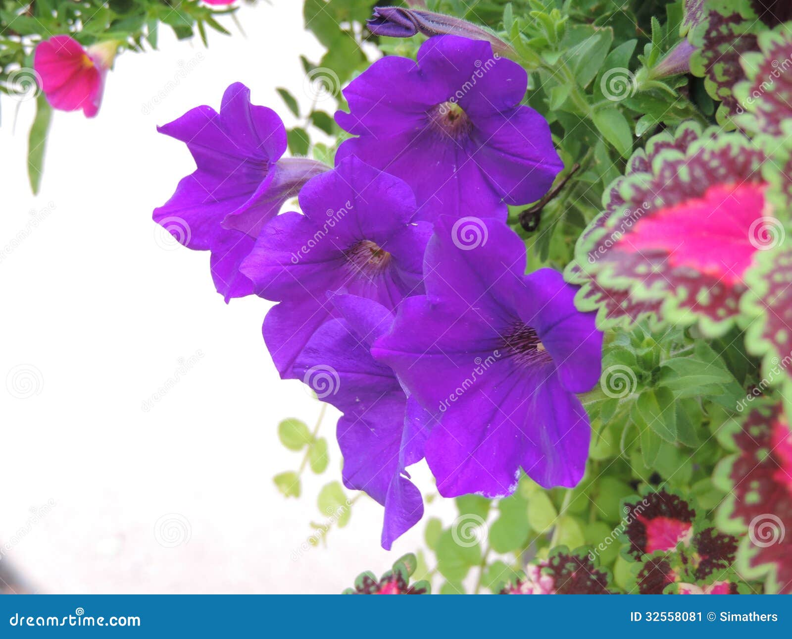 Surfinia image stock. Image du pétale, beau, pourpré - 32558081