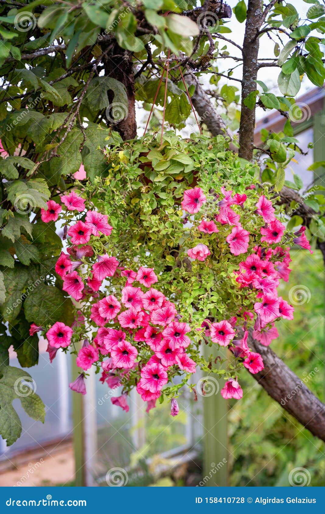 Surfinia flower flowerpot stock photo. Image of petunias - 158410728