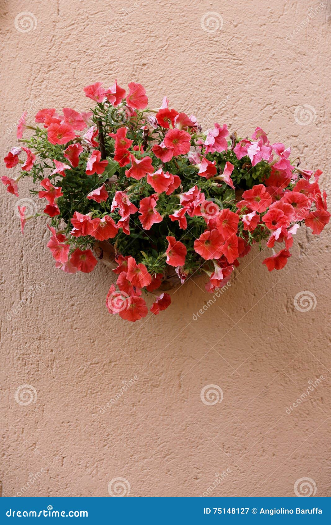 Surfinia stock image. Image of summer, plant, blooming - 75148127