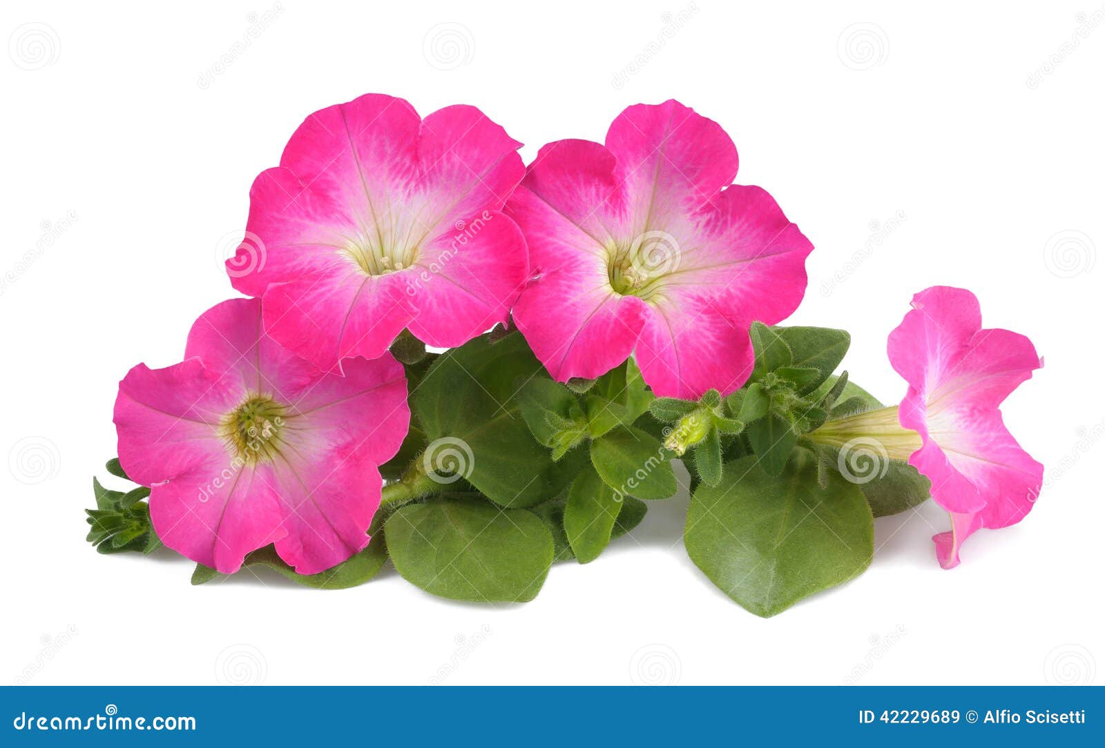 Surfinia stock image. Image of beautiful, flowers, background - 42229689