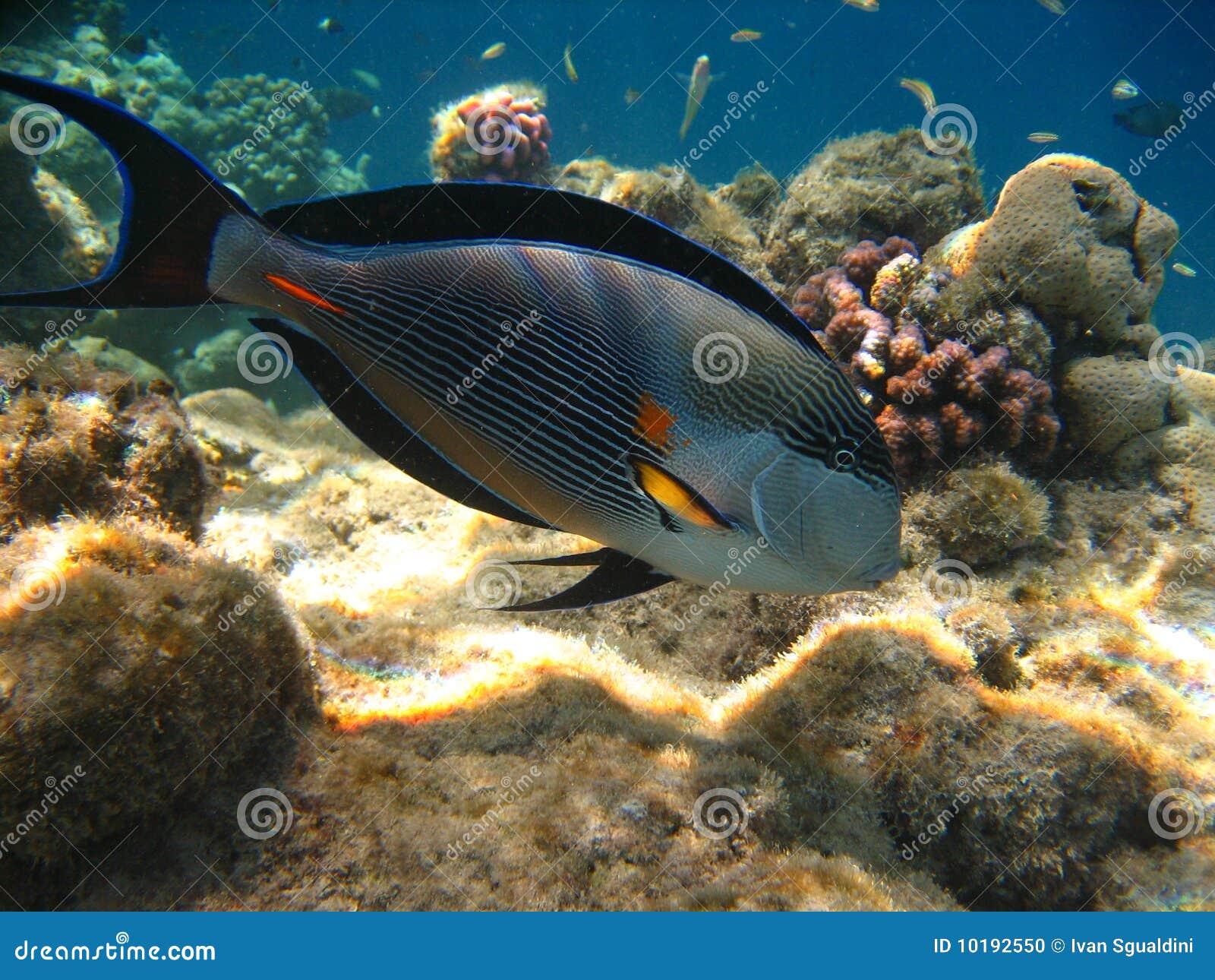 Surgeon fish stock photo. Image of surgeon, snorkeling - 10192550