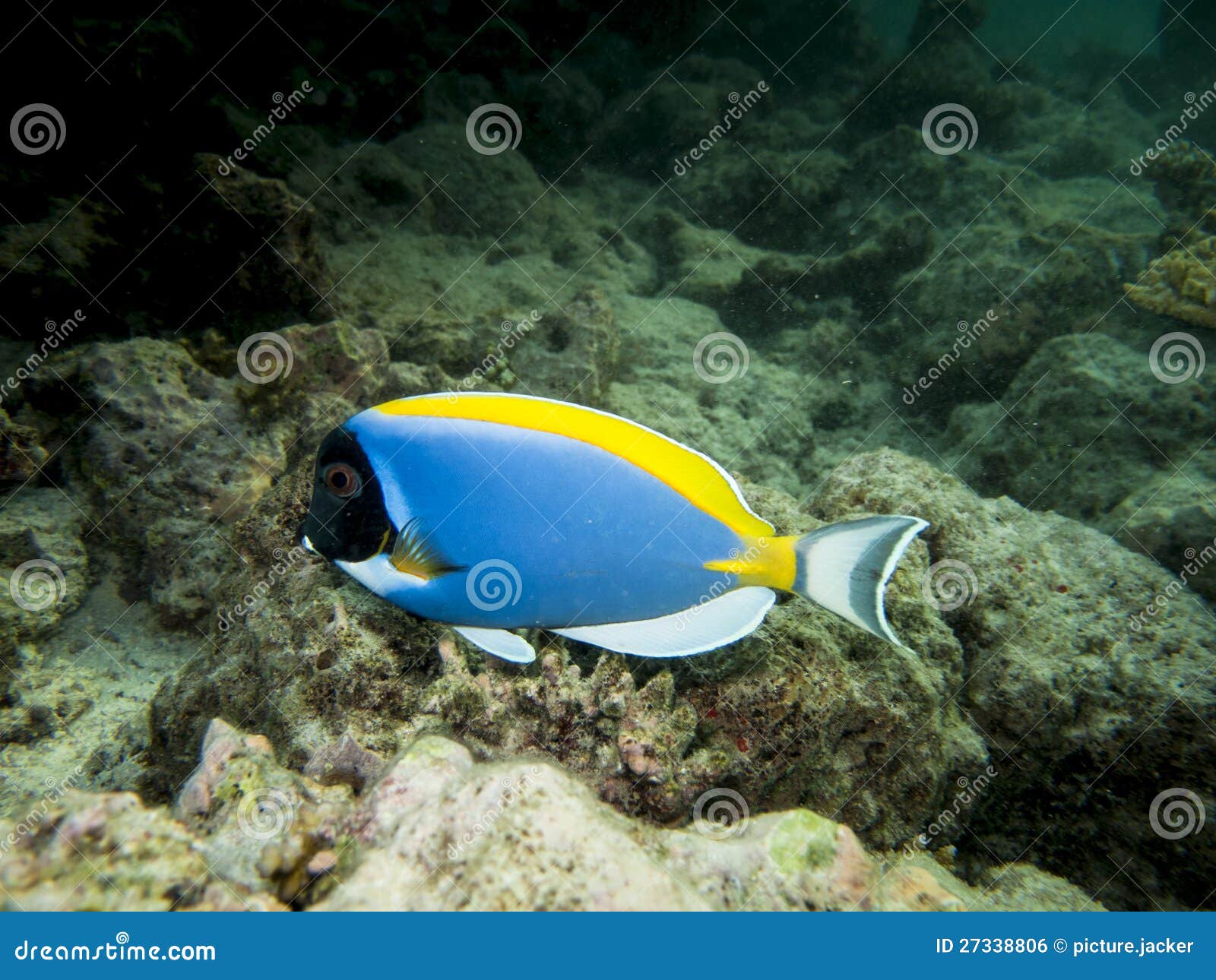 Surgeon fish stock photo. Image of beautiful, fresh, fish - 27338806