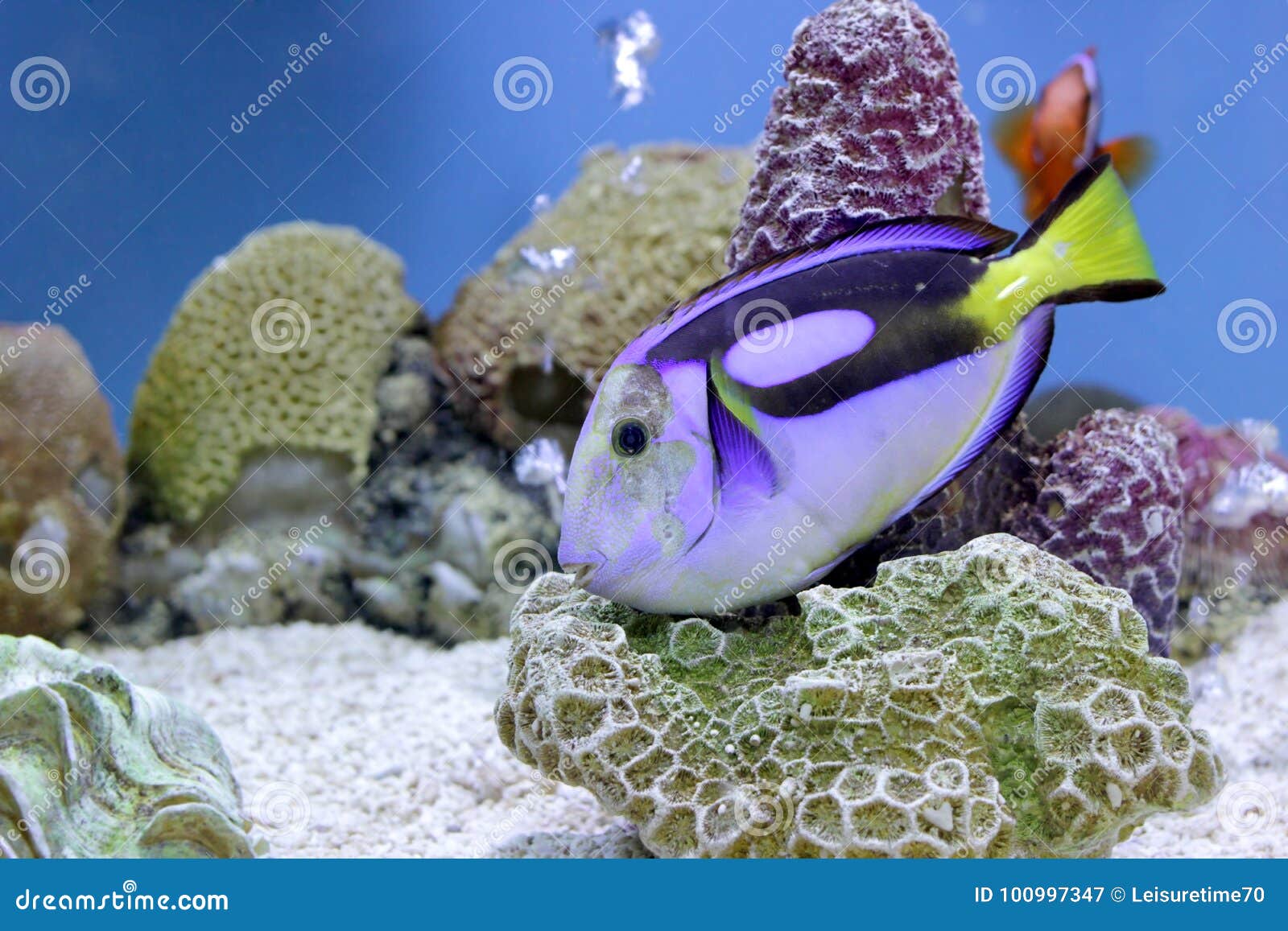 Surgeon fish in aquarium stock image. Image of aquarium - 100997347