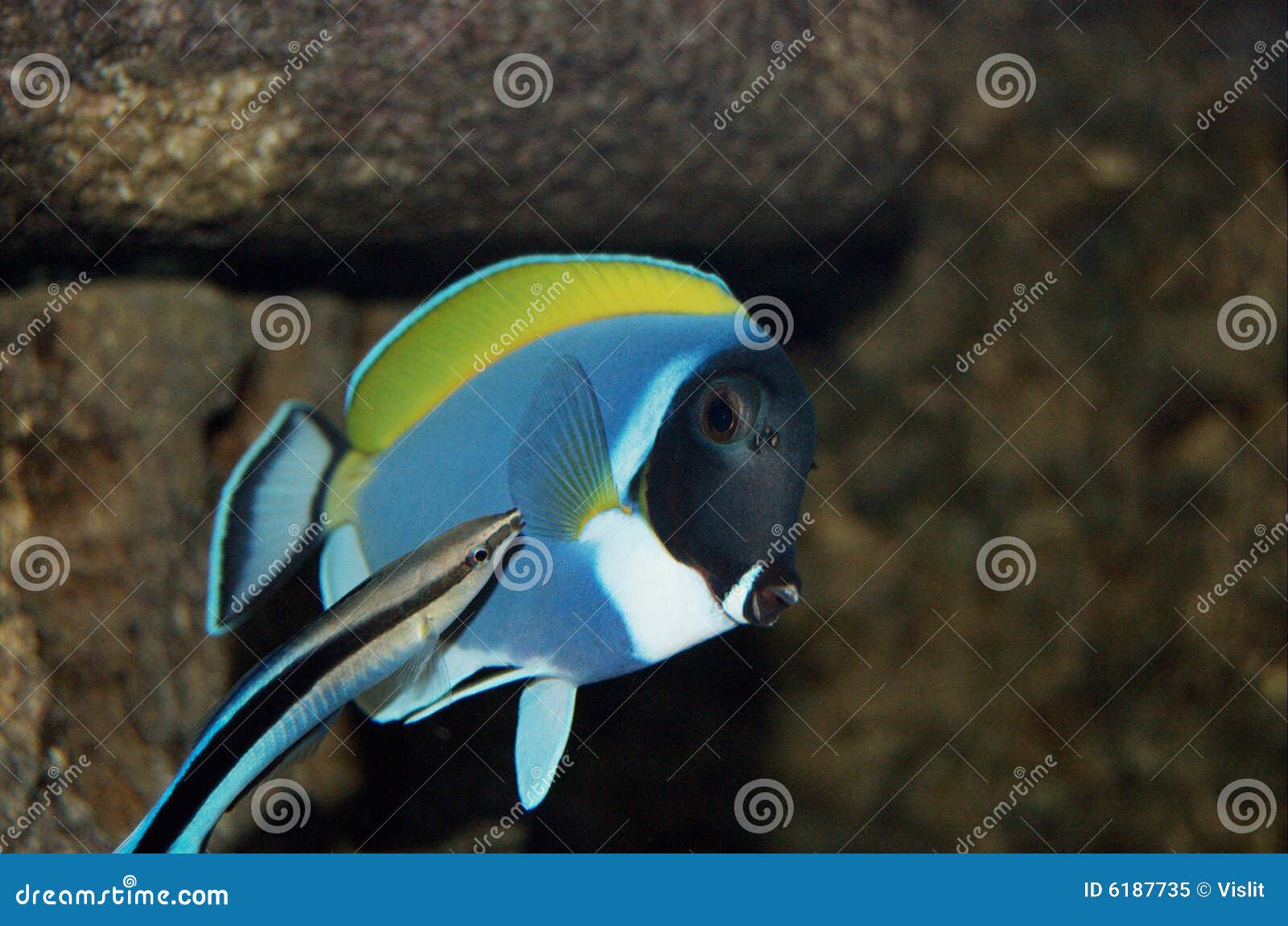 Surgeon Fish and Bluestreak Cleaner Wrasse Stock Image - Image of ...