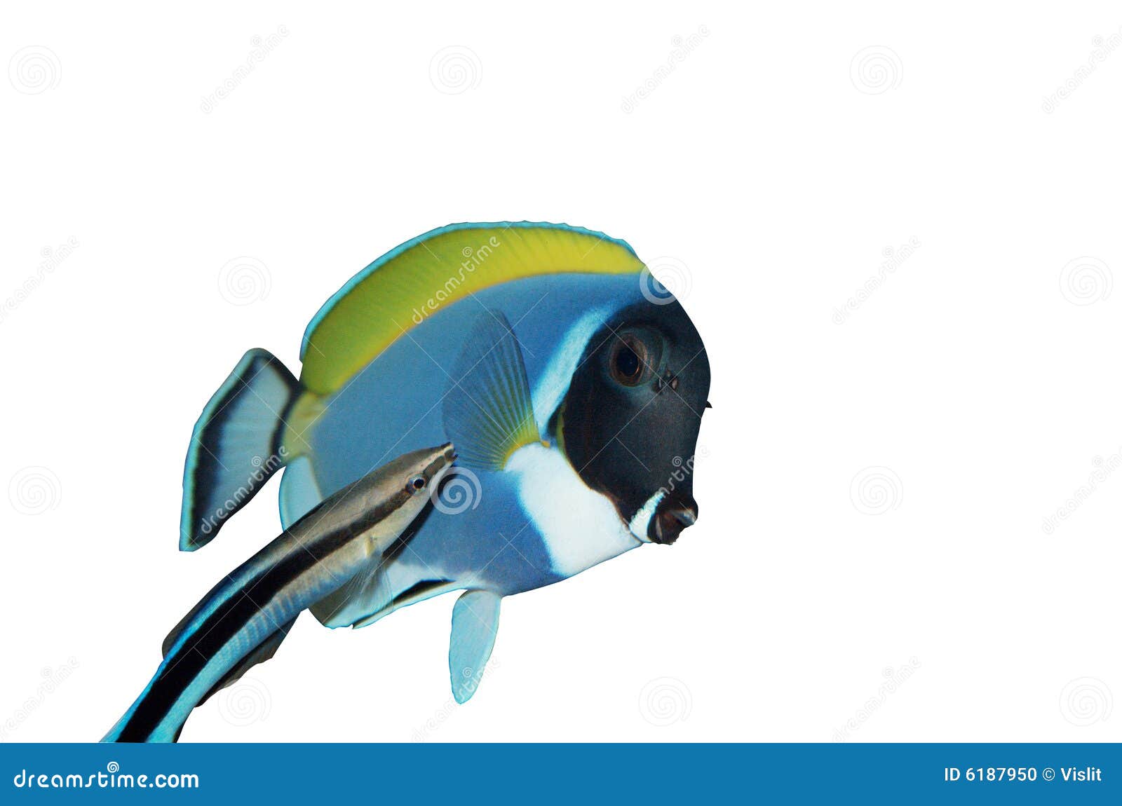 Bluestreak Cleaner Wrasse Cleaning Another Fish, A Red Sea Sailfin Tang ...