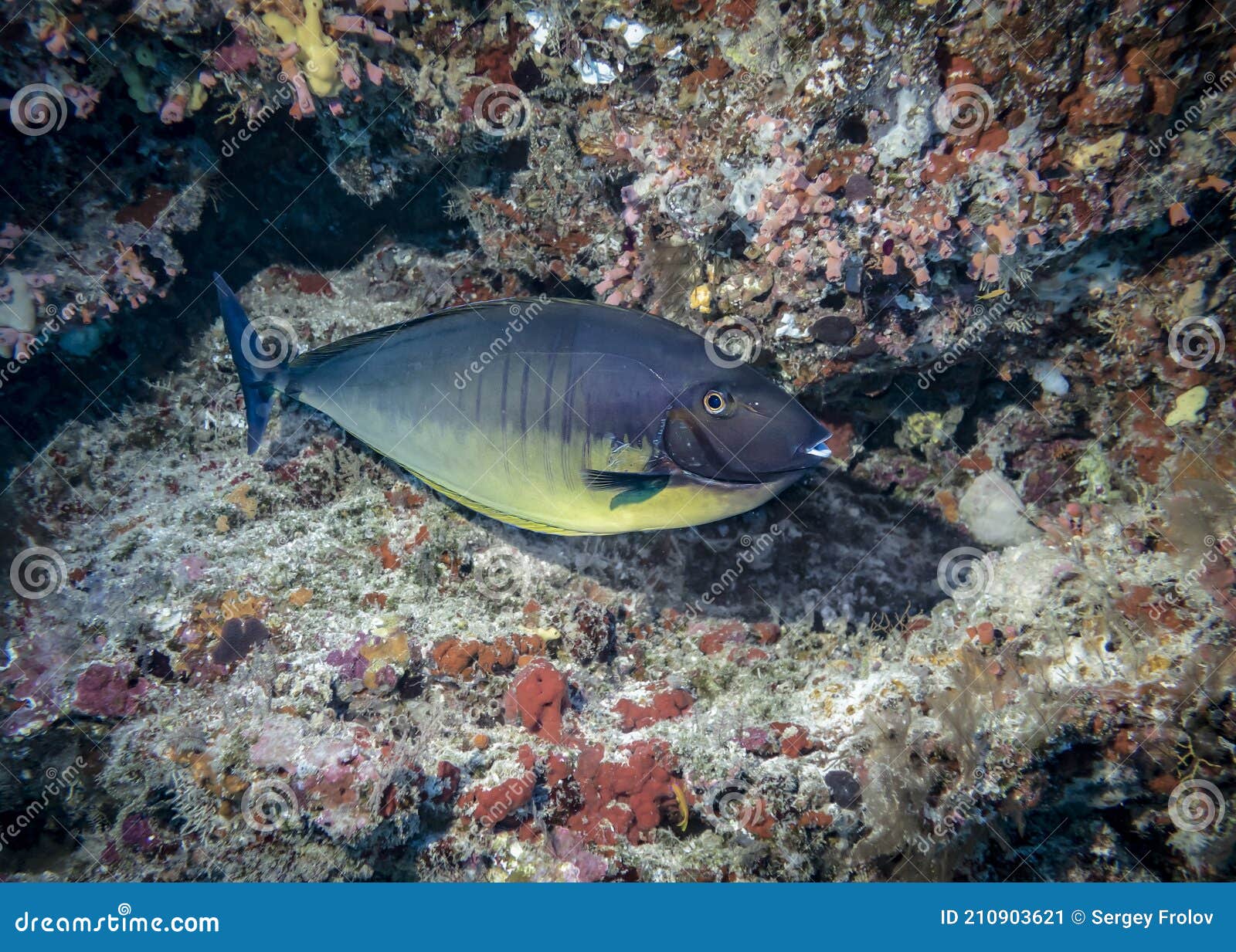 Surgeon Fish at the Bottom of the Indian Ocean Stock Image - Image of ...