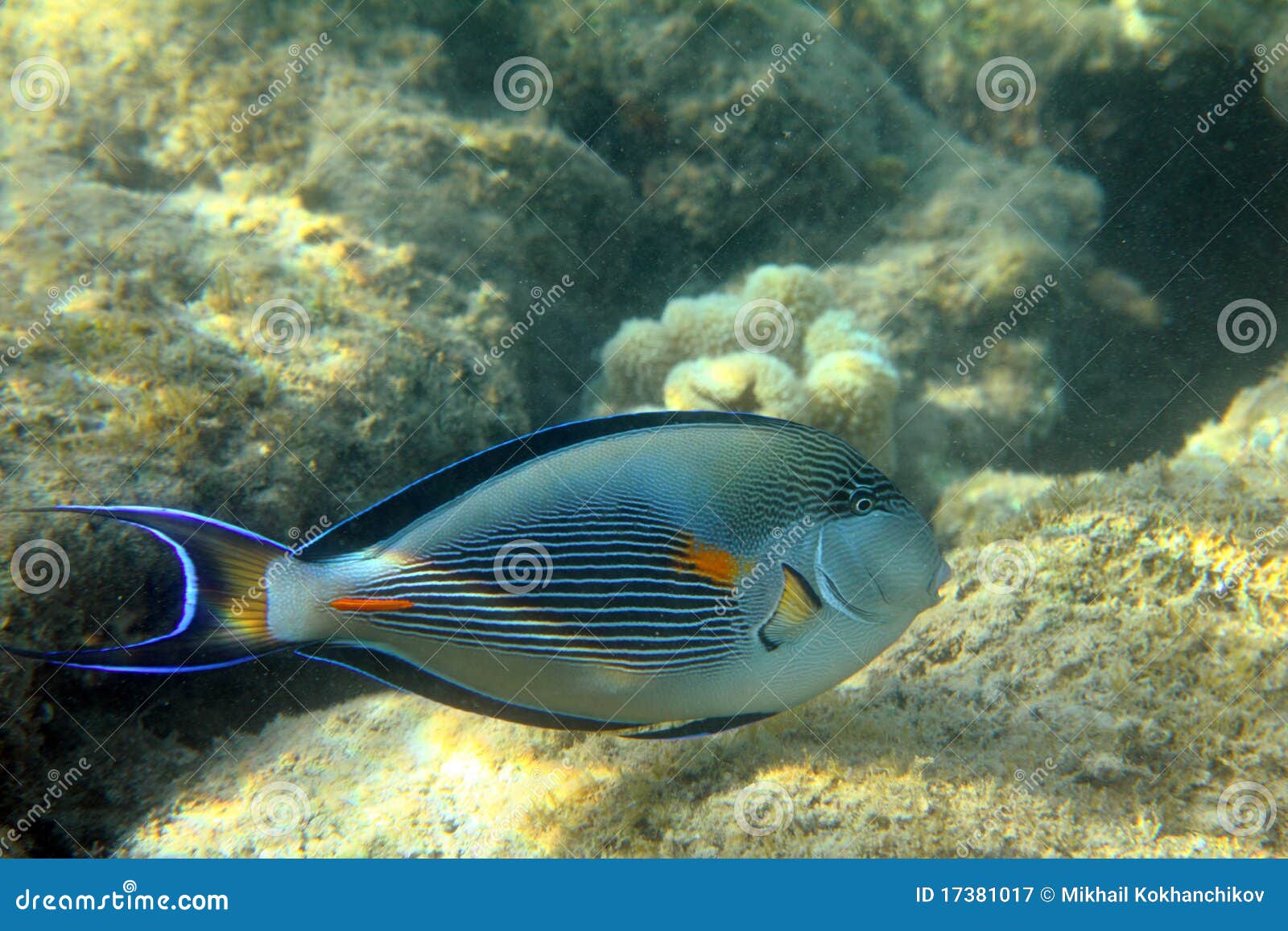 Surgeon-fish close-up stock image. Image of atoll, aquarium - 17381017