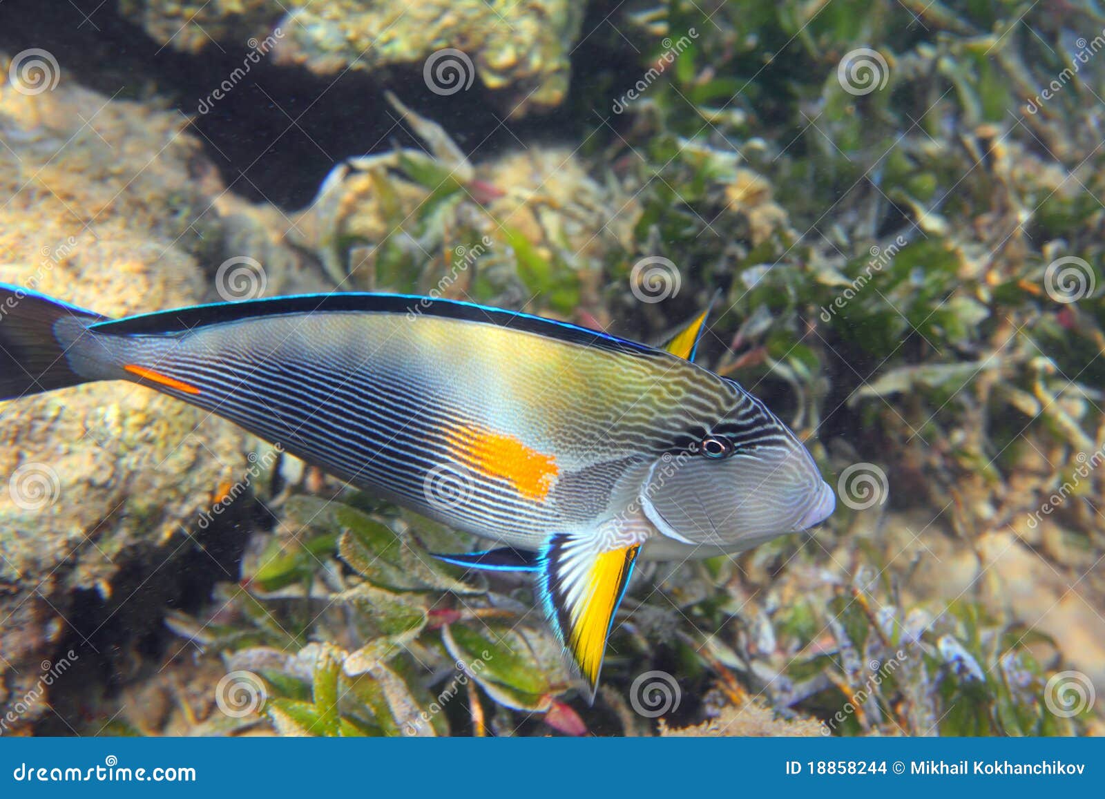 Surgeon-fish close-up stock photo. Image of hobbies, acanthurus - 18858244