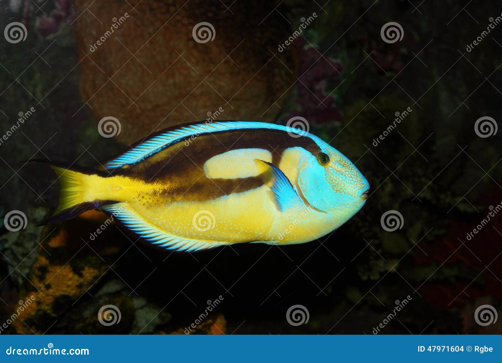 Surgeonfish stock photo. Image of fish, lovely, yellow - 47971604