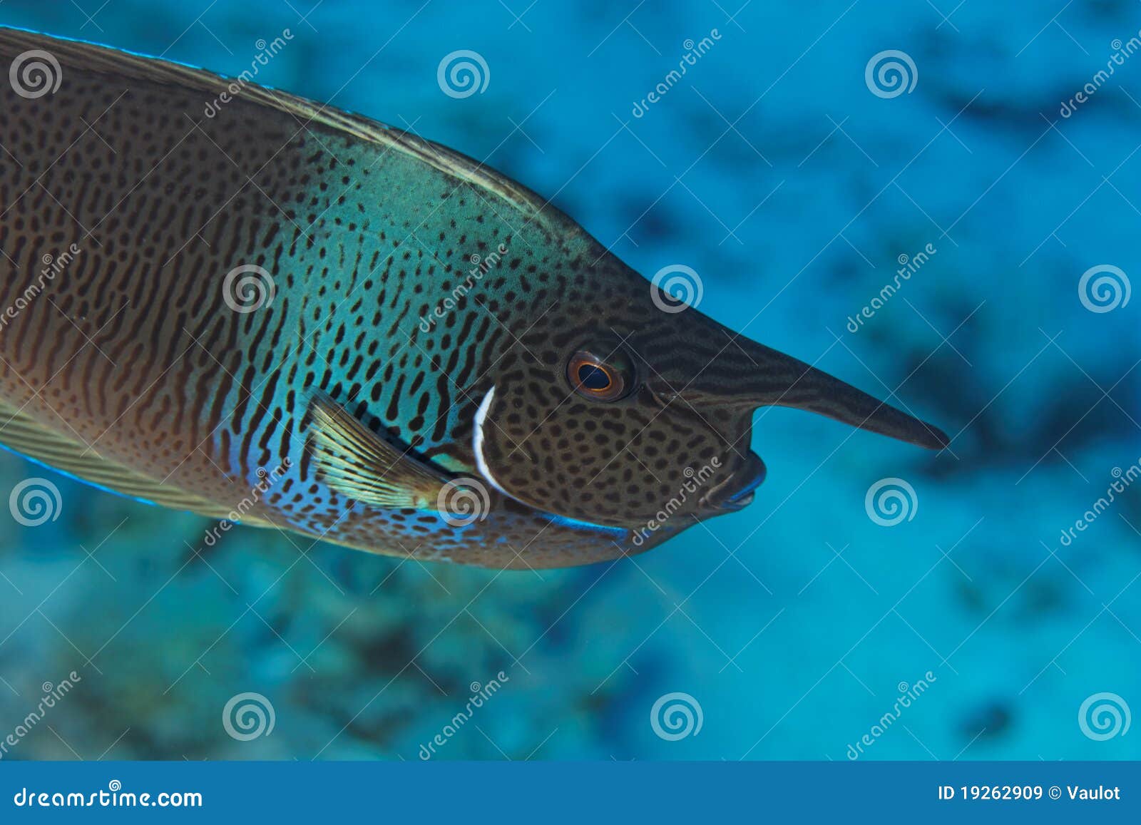 Surgeon Fish (Naso Brevirostris) - Red Sea Stock Image - Image of ...