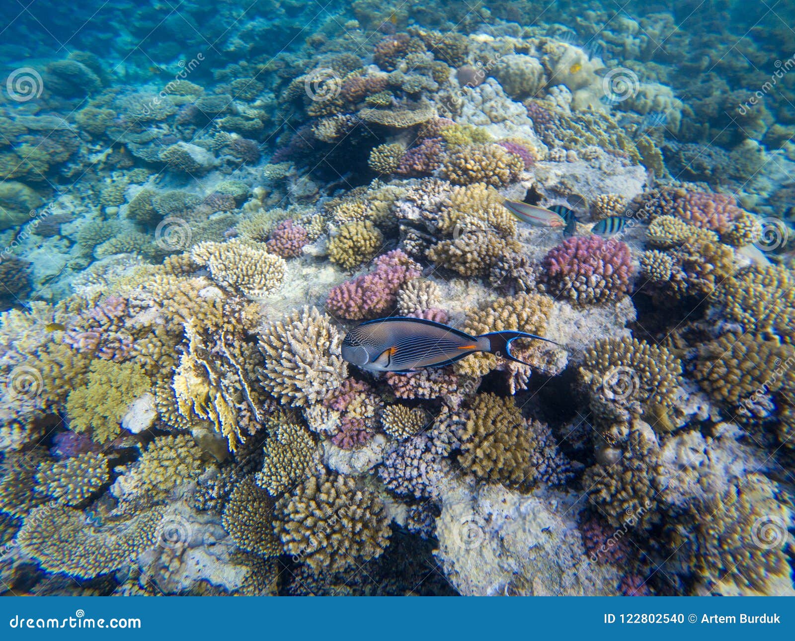 Surgeon Fish at the Red Sea Coral Reef Acanthurus Sohal. Stock Photo ...