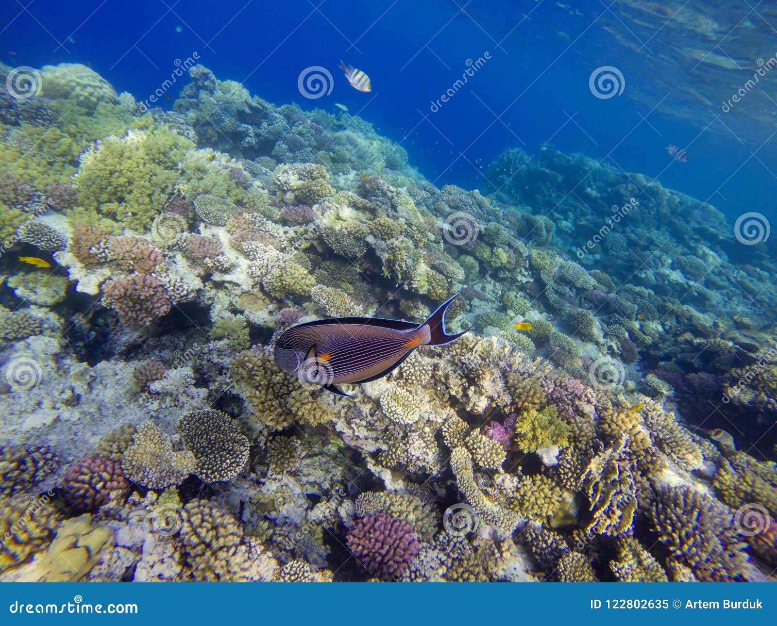 Surgeon Fish at the Red Sea Coral Reef Stock Image - Image of diving ...