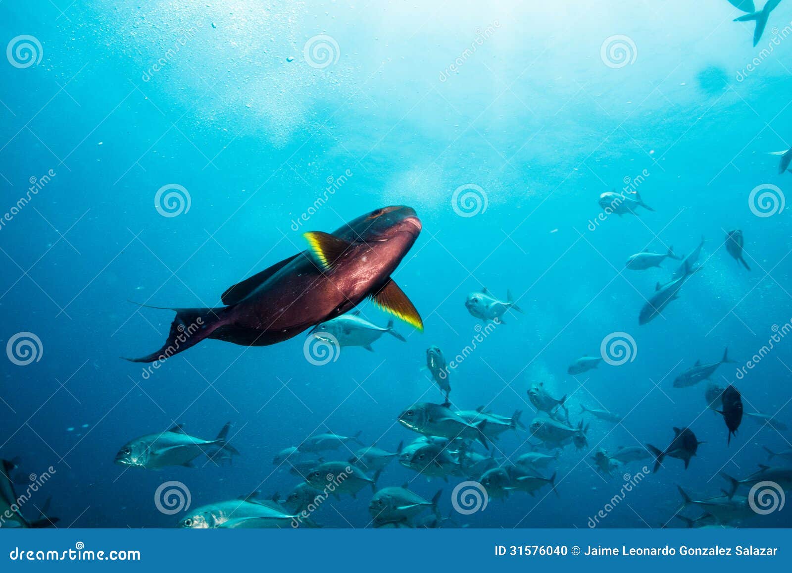 Surgeon fish stock photo. Image of handheld, beach, people - 31576040