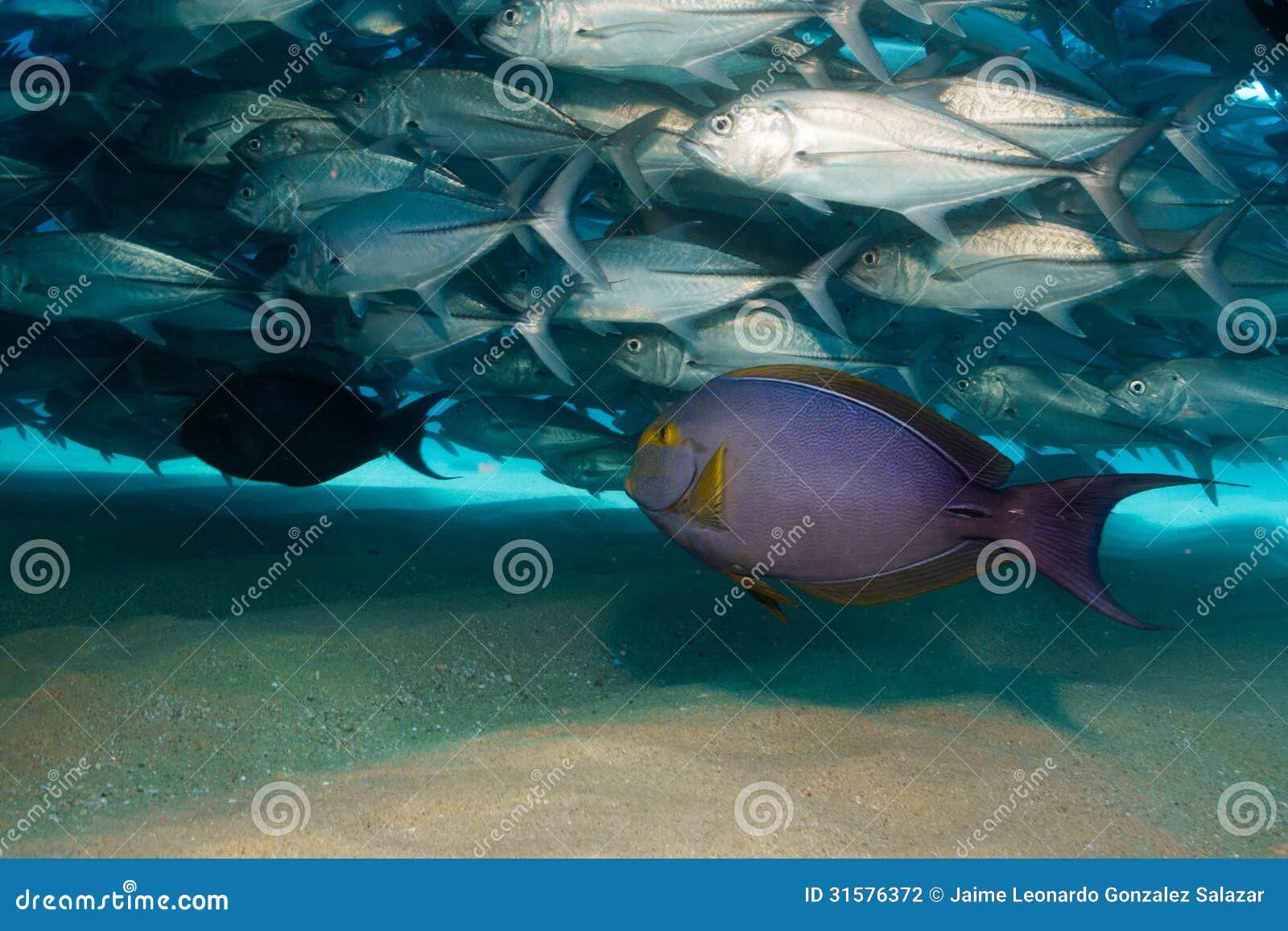 Surgeon fish stock photo. Image of handheld, baja, doctorfish - 31576372