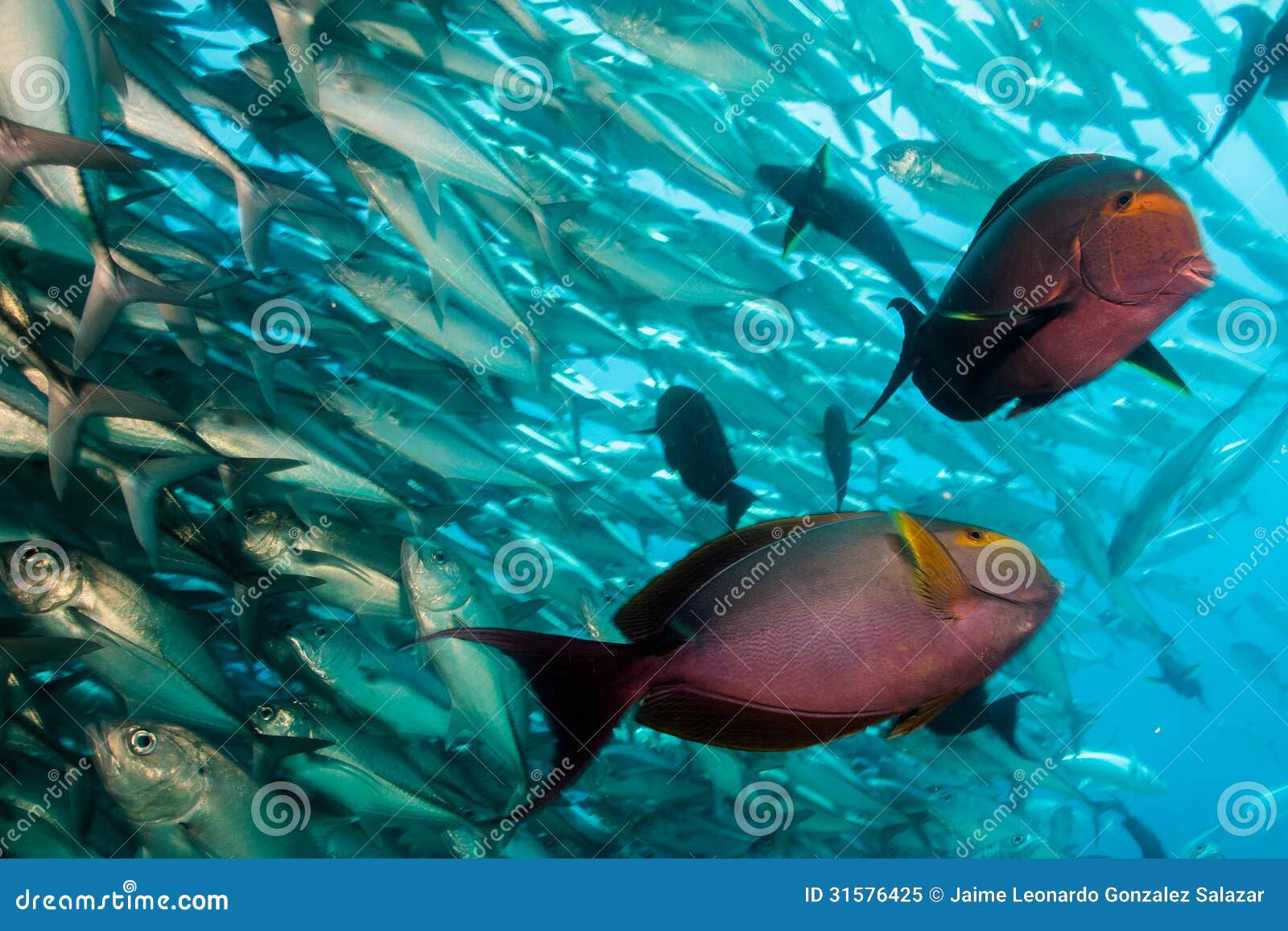 Surgeon fish stock image. Image of fins, natural, protected - 31576425