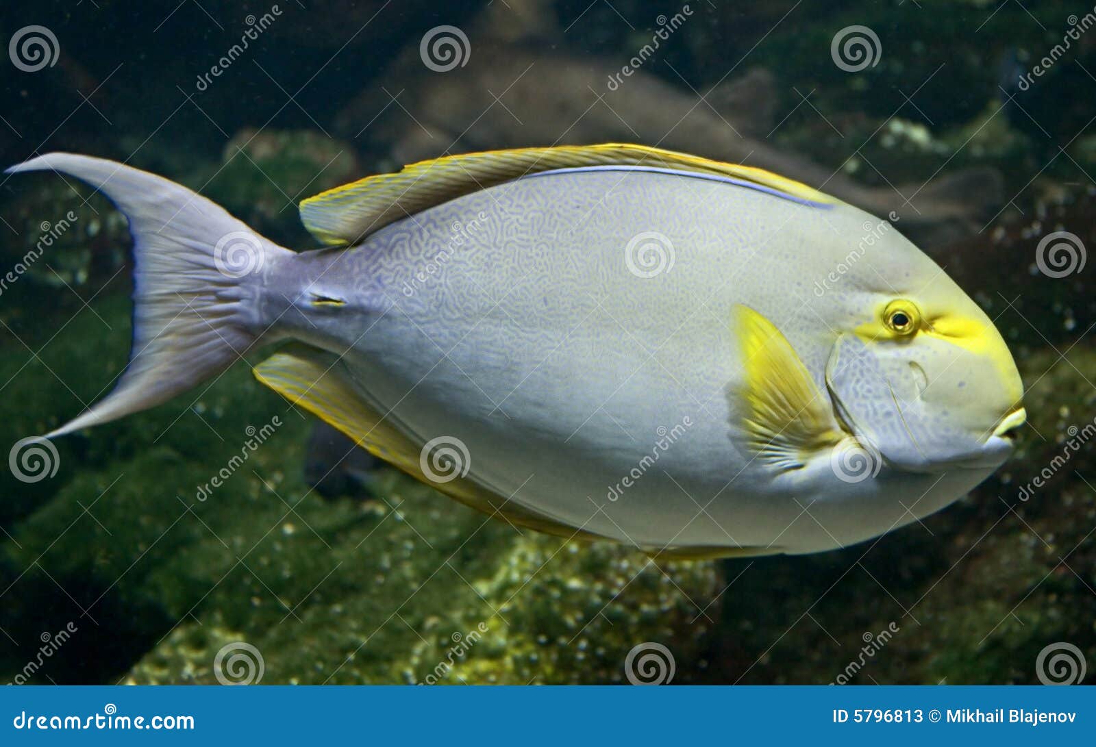 Surgeonfish 1 stock image. Image of yellow, portrait, colorful - 5796813