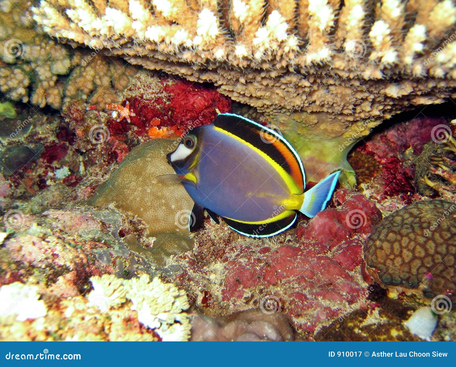 Surgeonfish stock image. Image of underwater, reef, coral - 910017