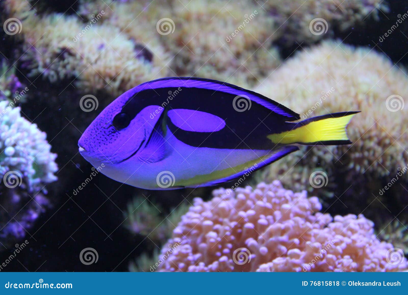 Surgeonfish Paracanthurus Hepatus Stock Photo - Image of marine ...