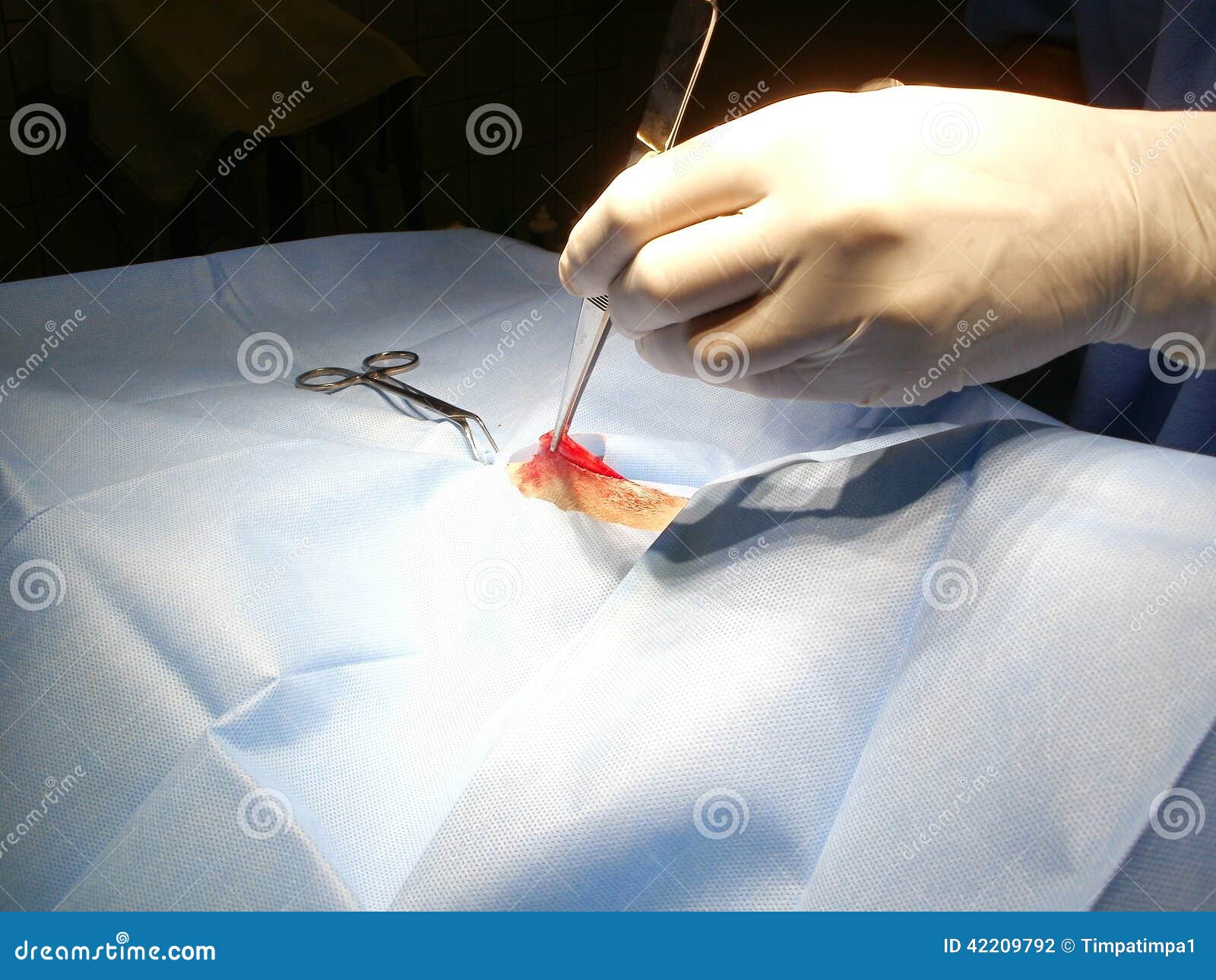 Surgery of Corpus Alienum in Intestine by Dog Stock Photo - Image of ...