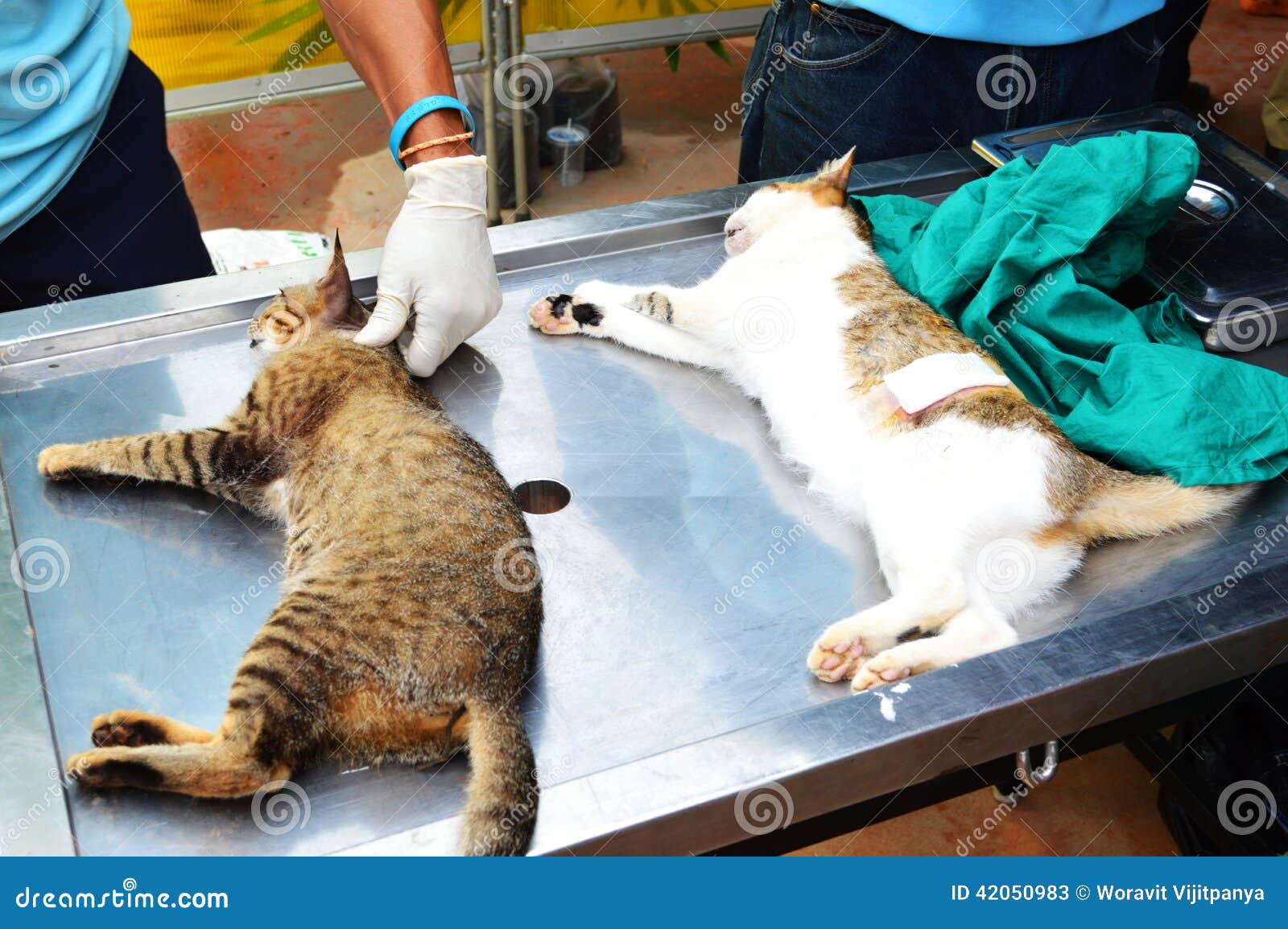Surgical Sterilization of Cat Stock Image - Image of frightful ...