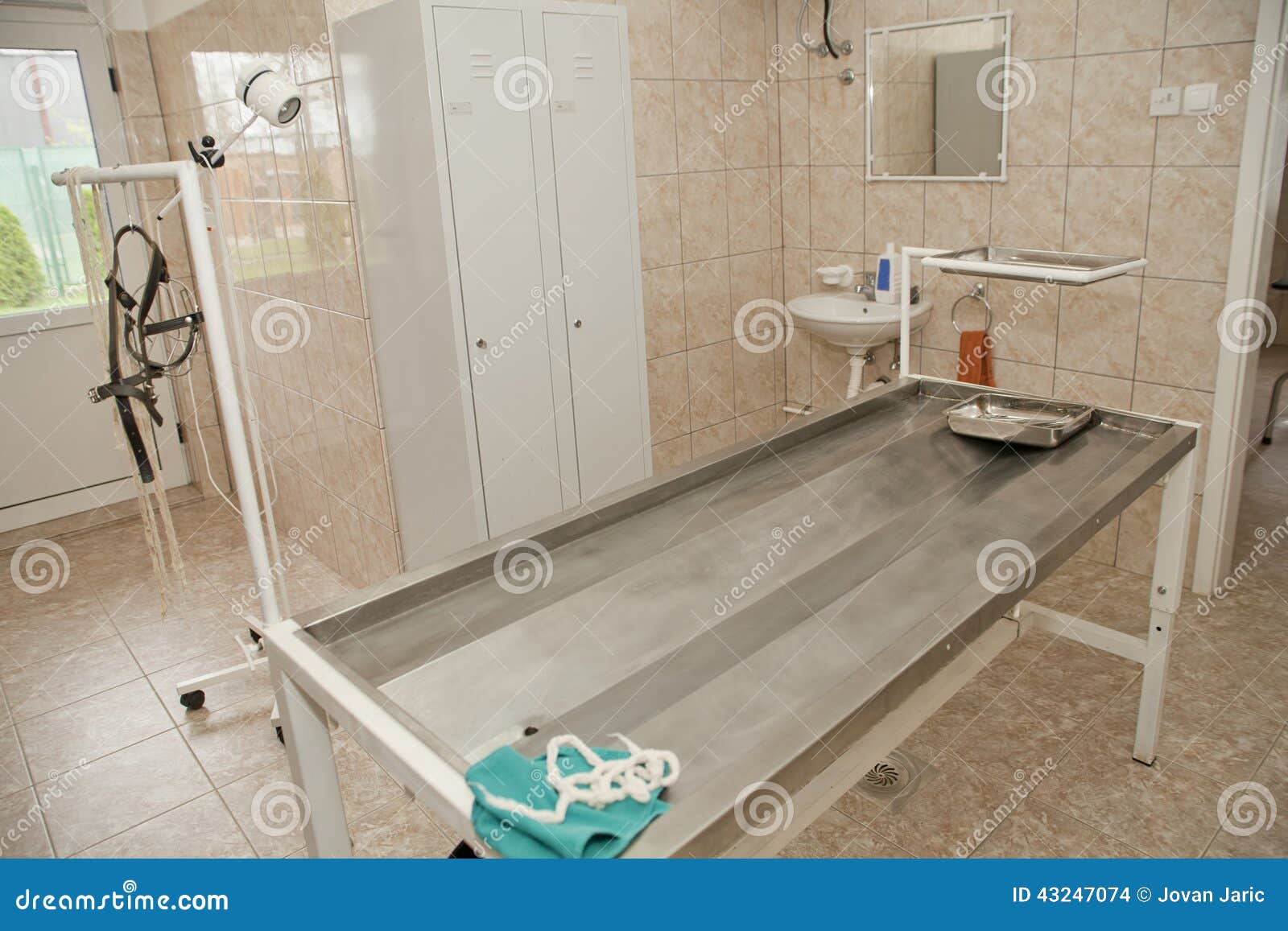 Surgical table for dogs stock photo. Image of hospital - 43247074